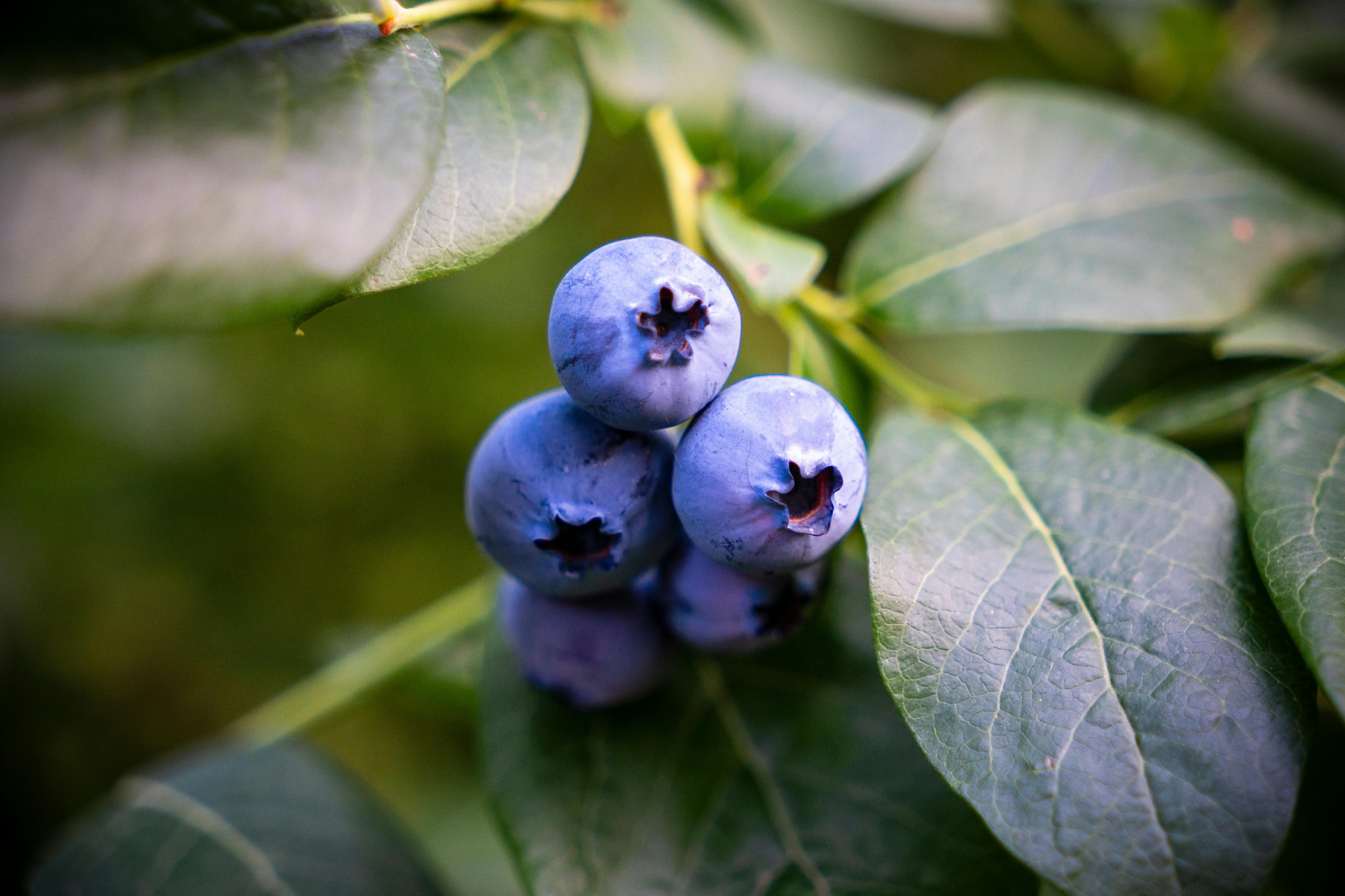 Foto de stock gratuita sobre agricultura, al aire libre, alimentación ...