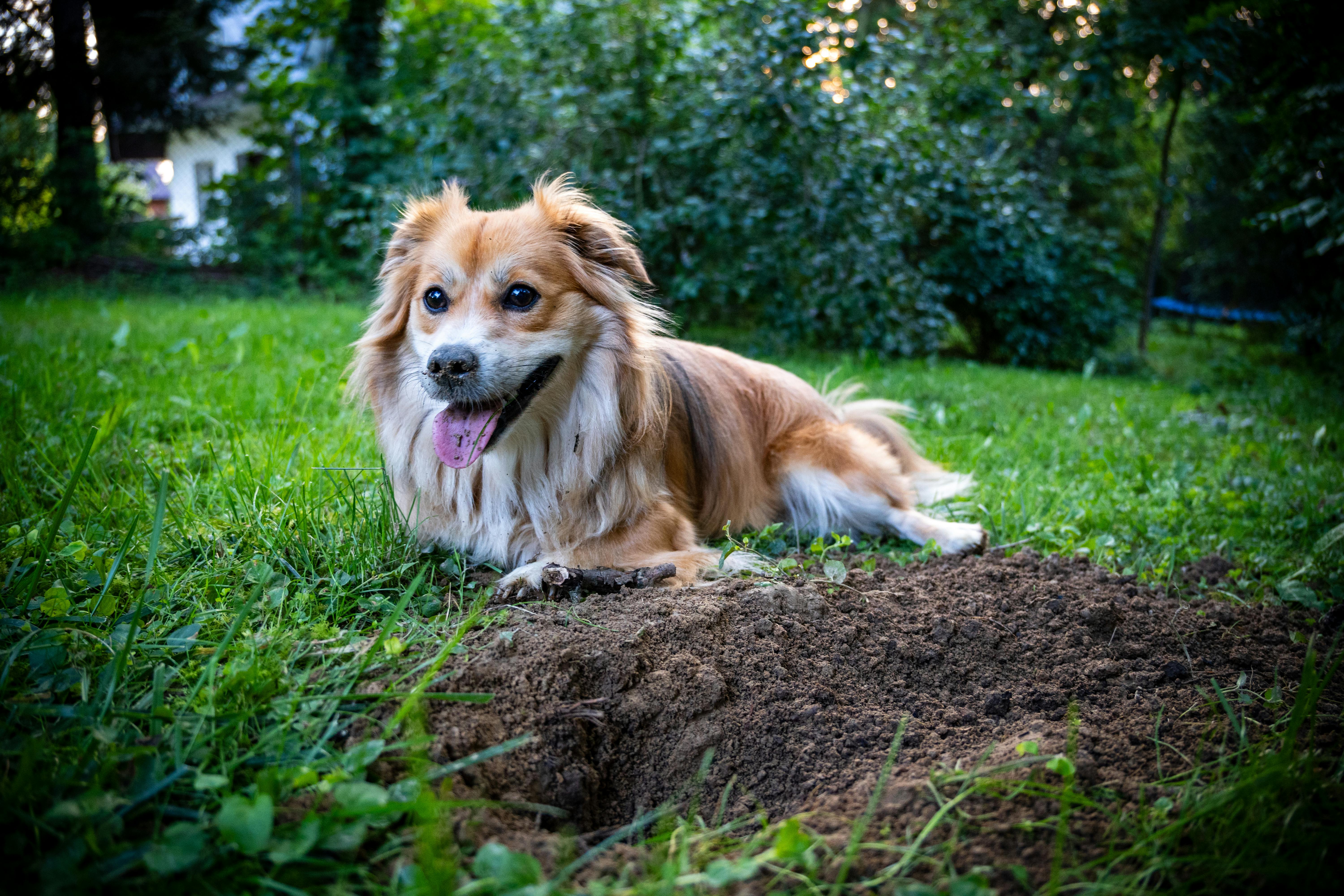 Portrait of a Happy Dog Lying on Grass · Free Stock Photo