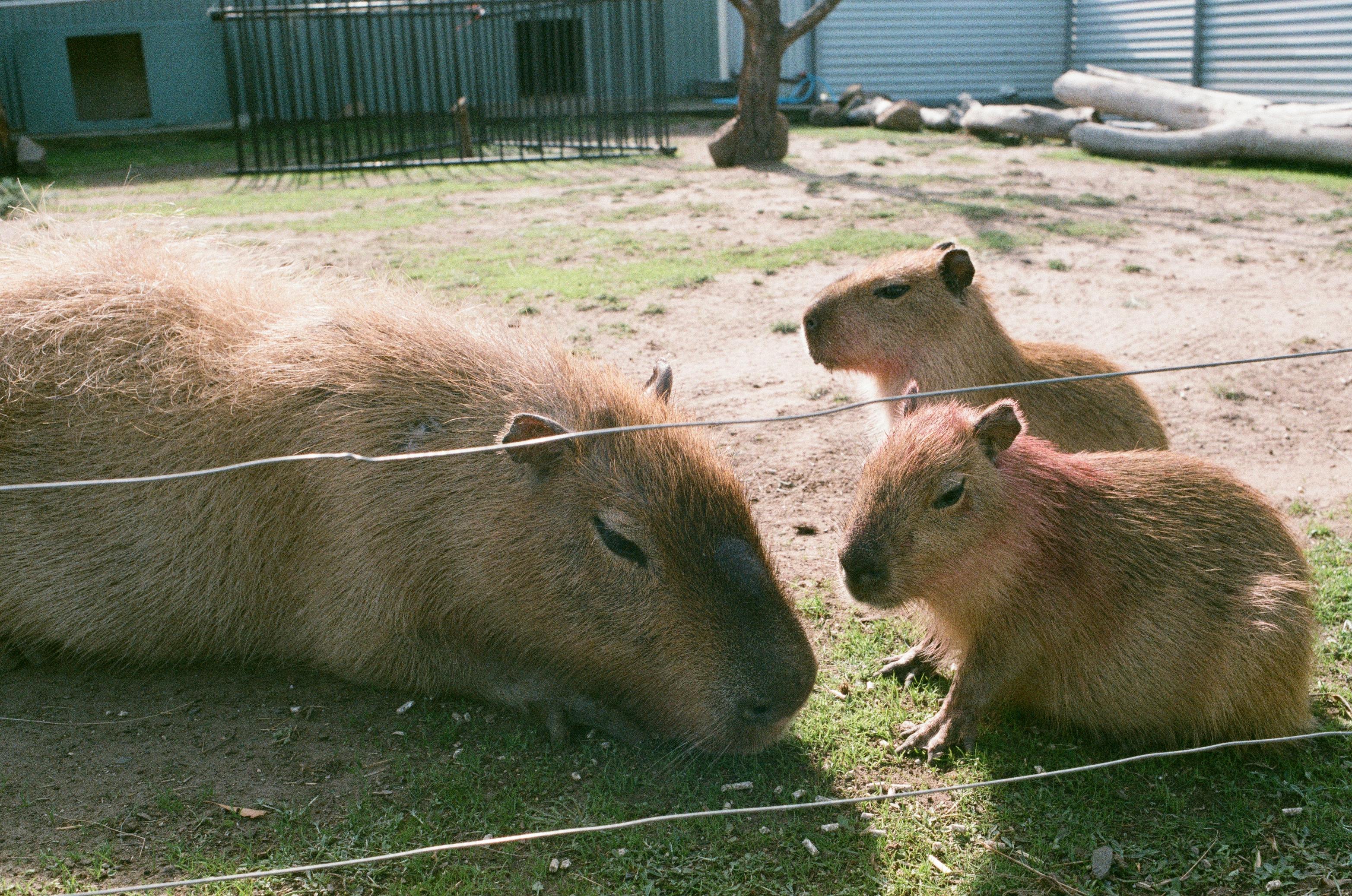 Capybara Family in an Enclosure · Free Stock Photo