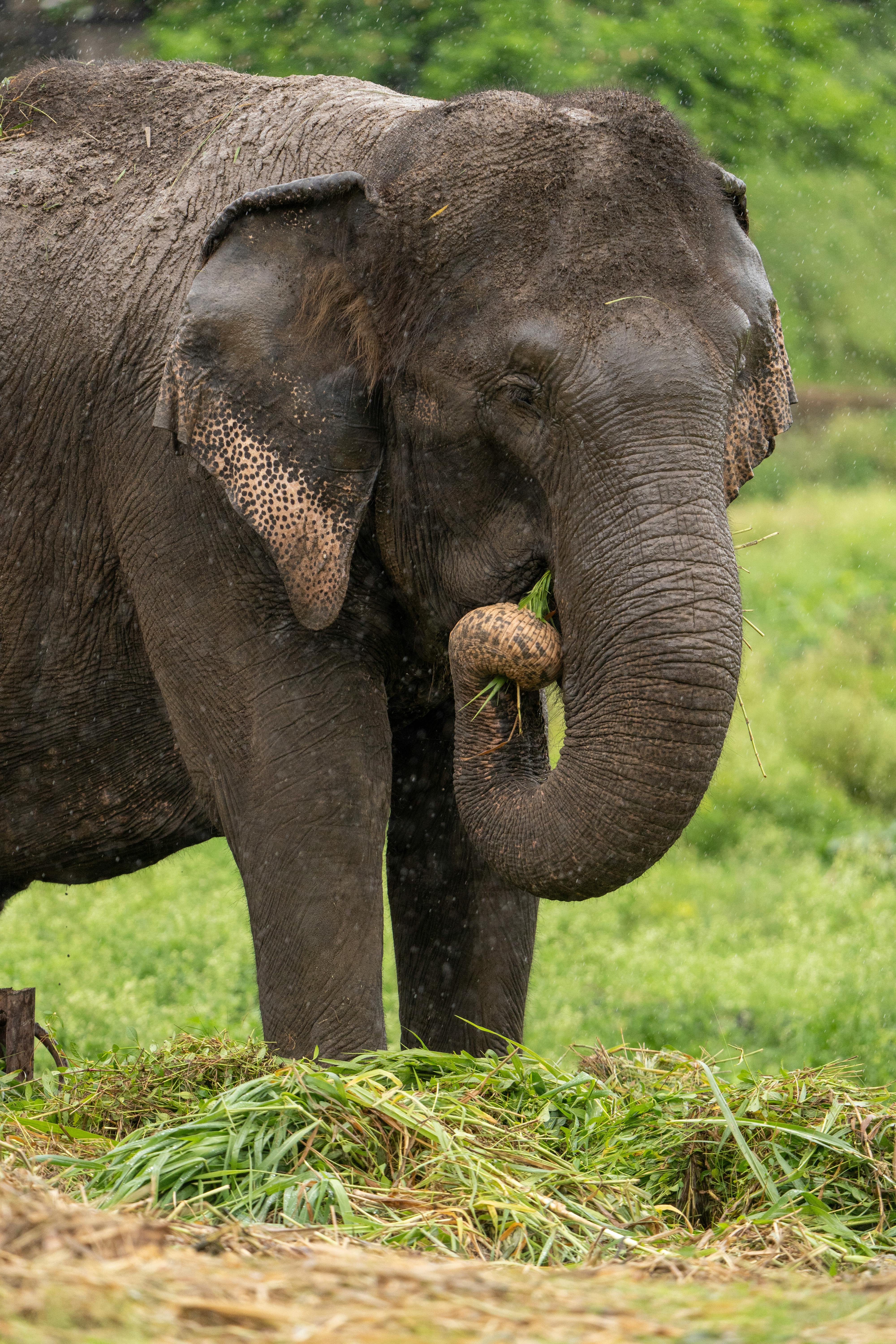Huge elephant with long trunk standing on green meadow · Free Stock Photo