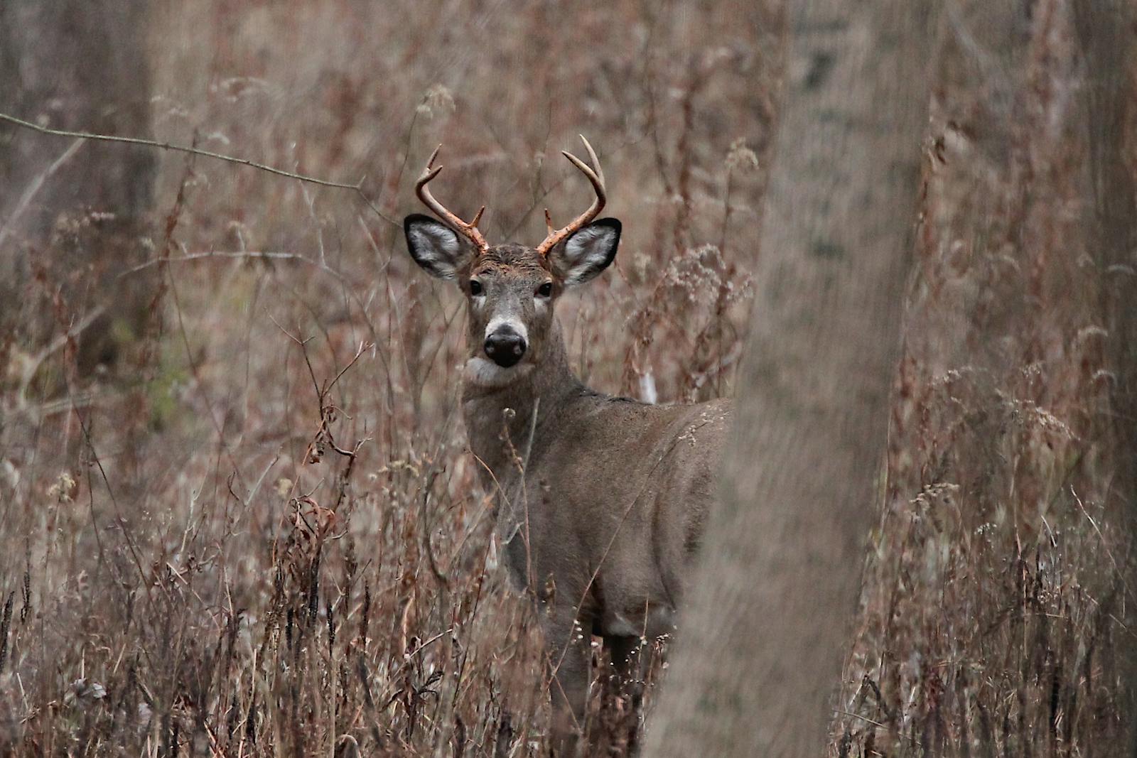 Whitetail Buck Images Photos, Download The BEST Free Whitetail Buck ...