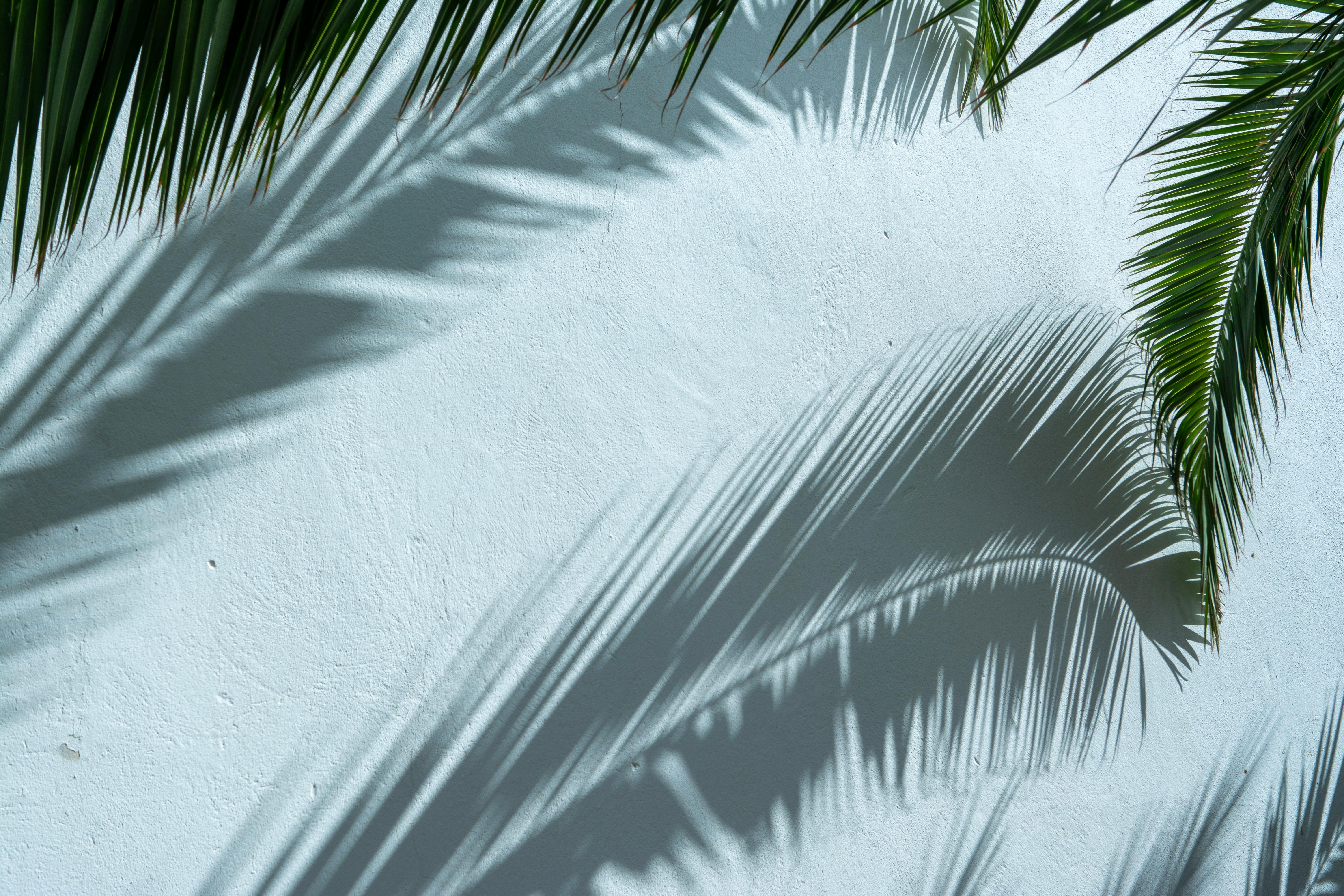 Palm Tree Shadows White Background Photos, Download The BEST Free Palm ...