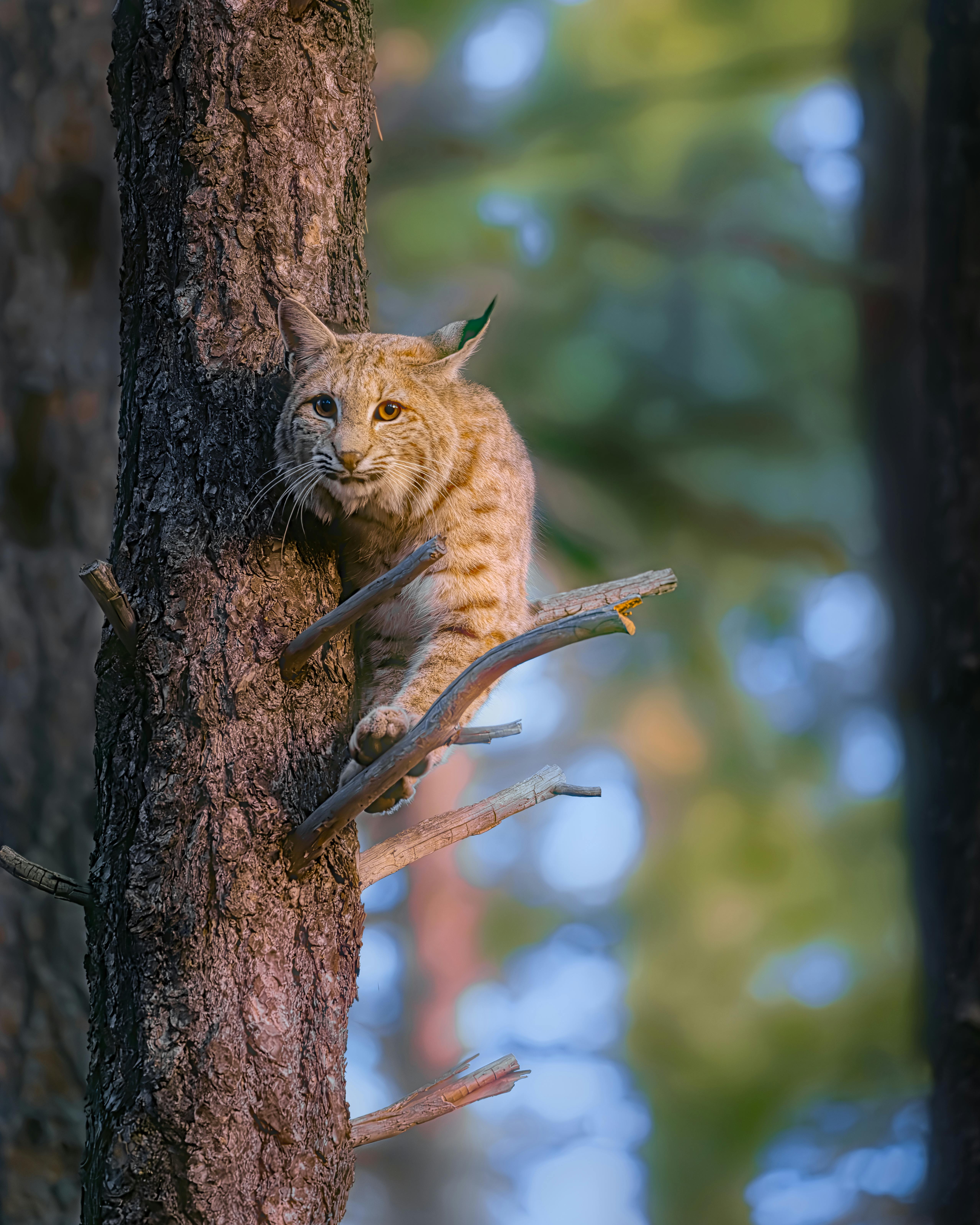Lynx Climbing a Tree Trunk · Free Stock Photo