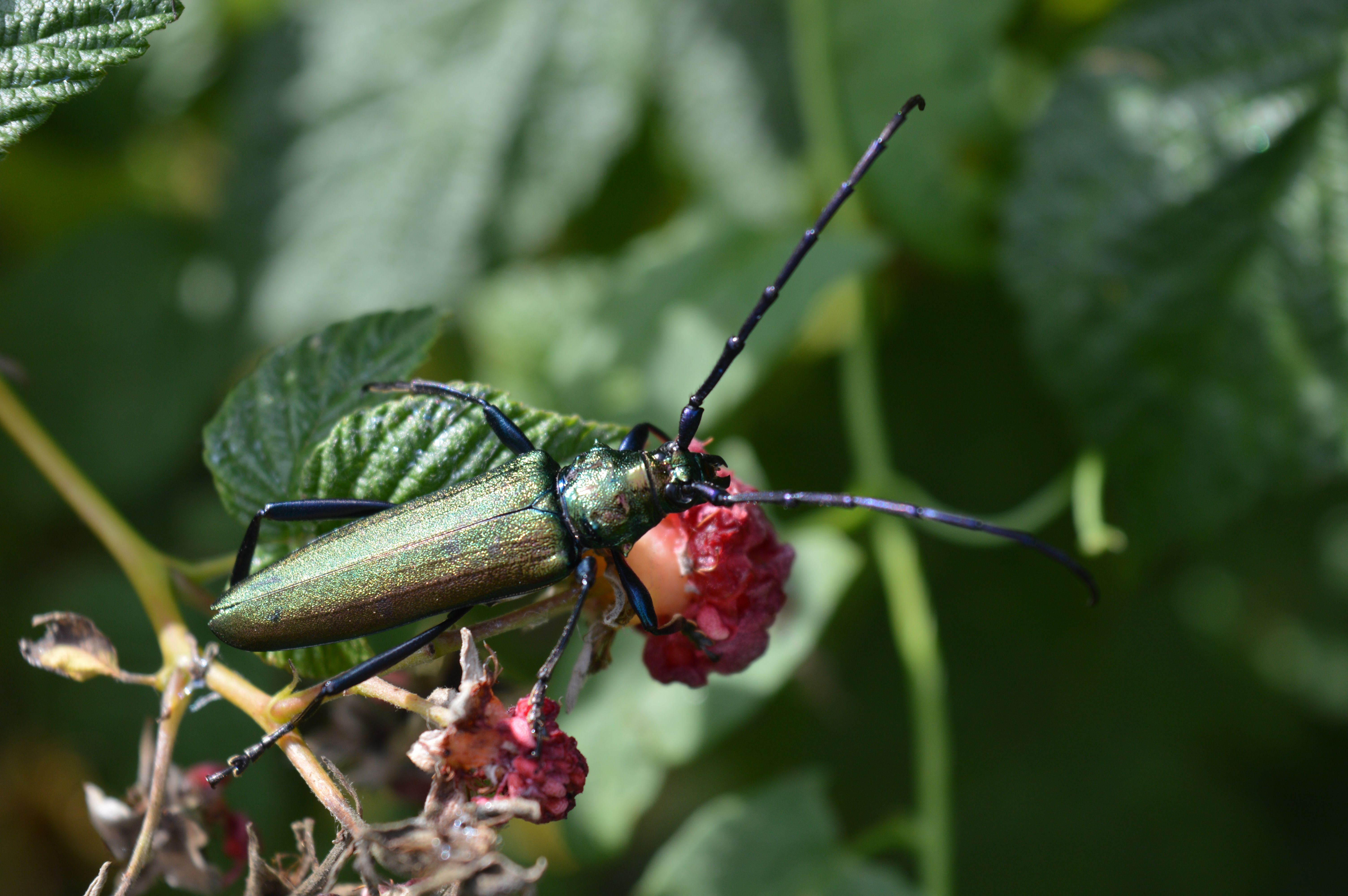 Uncommon Insect Photos, Download The BEST Free Uncommon Insect Stock ...