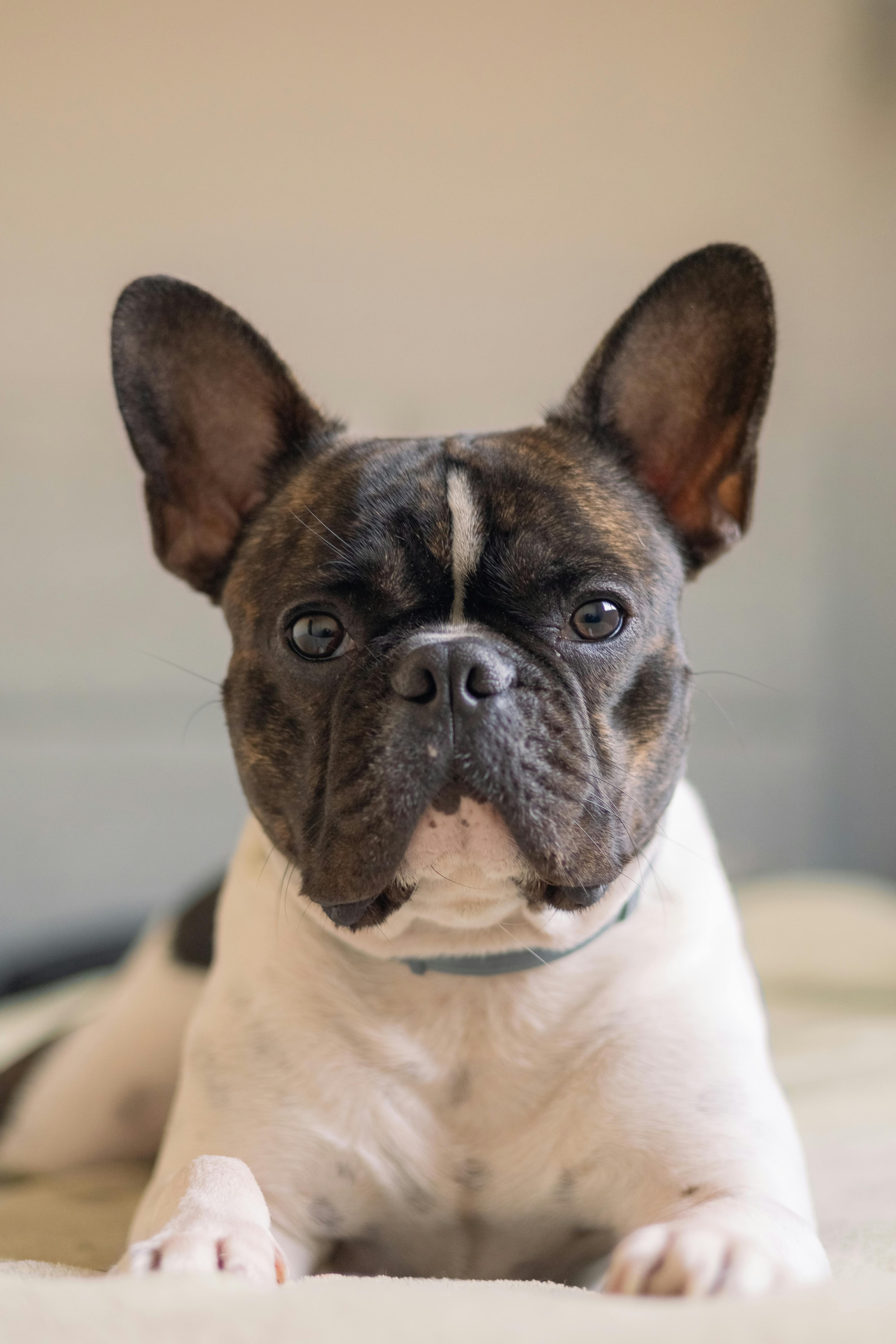 Dog On Round Dog Bed Photos, Download The BEST Free Dog On Round Dog ...