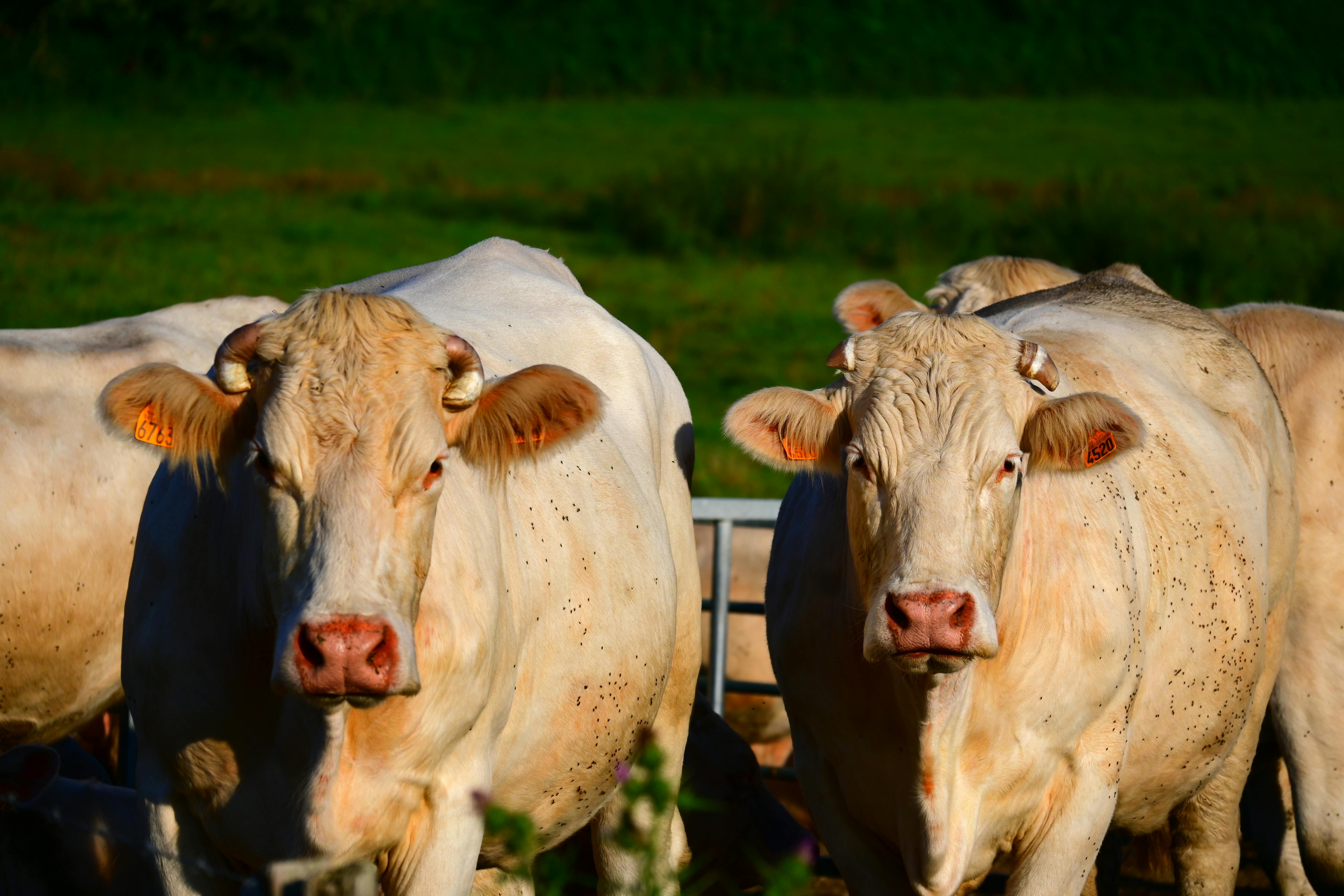 Two Brown Cow on Grass Field · Free Stock Photo
