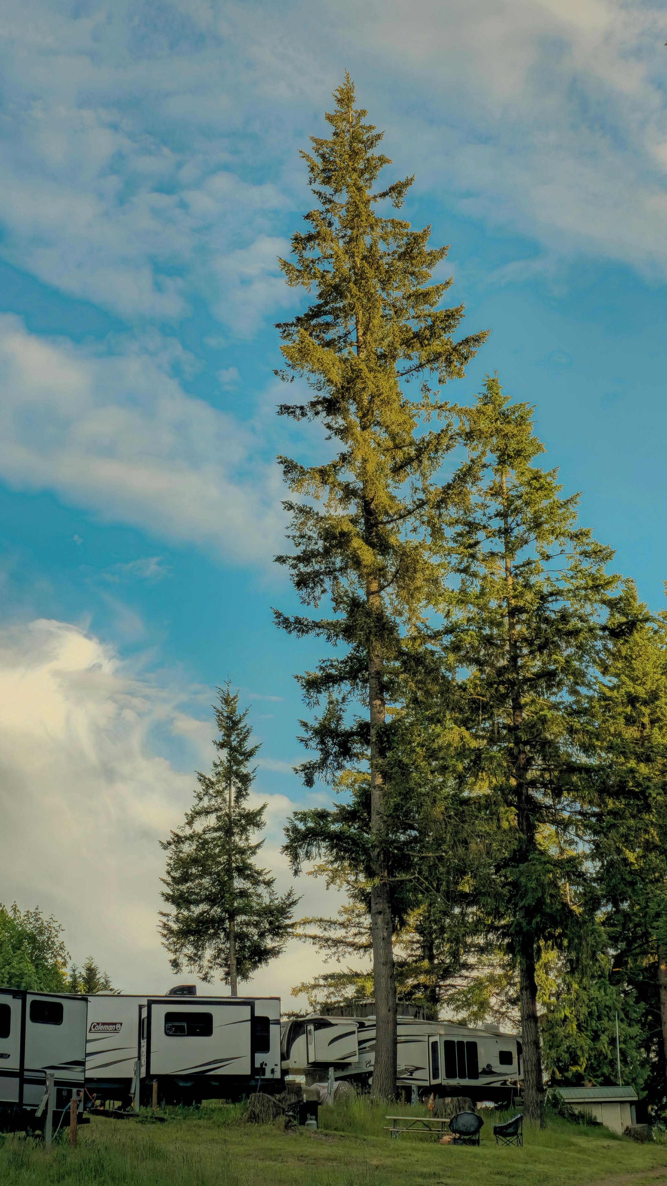 Conifer Trees on a Campsite · Free Stock Photo