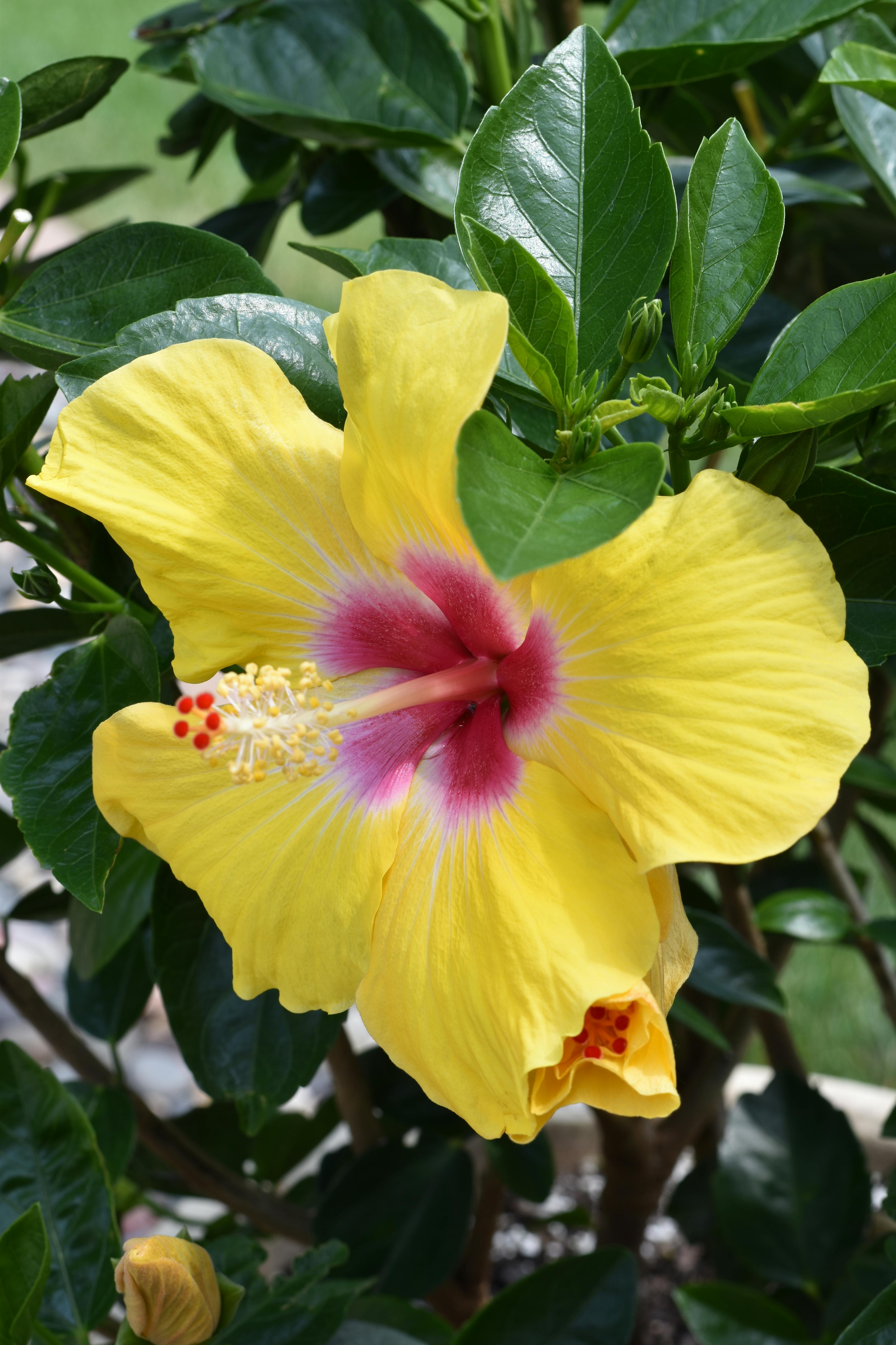 Yellow Hibiscus Flower · Free Stock Photo