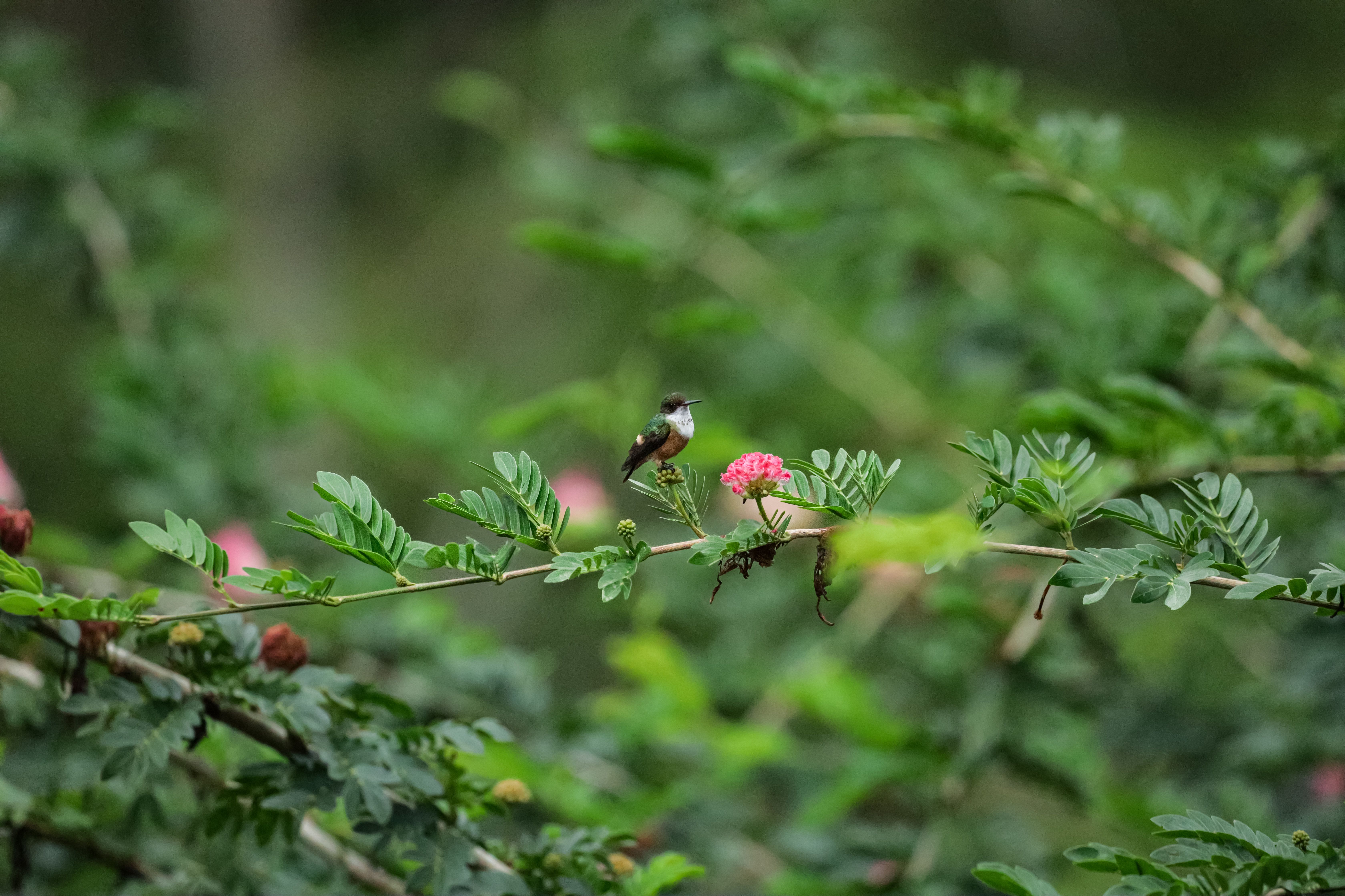 hummingbird White crested coquette · Free Stock Photo