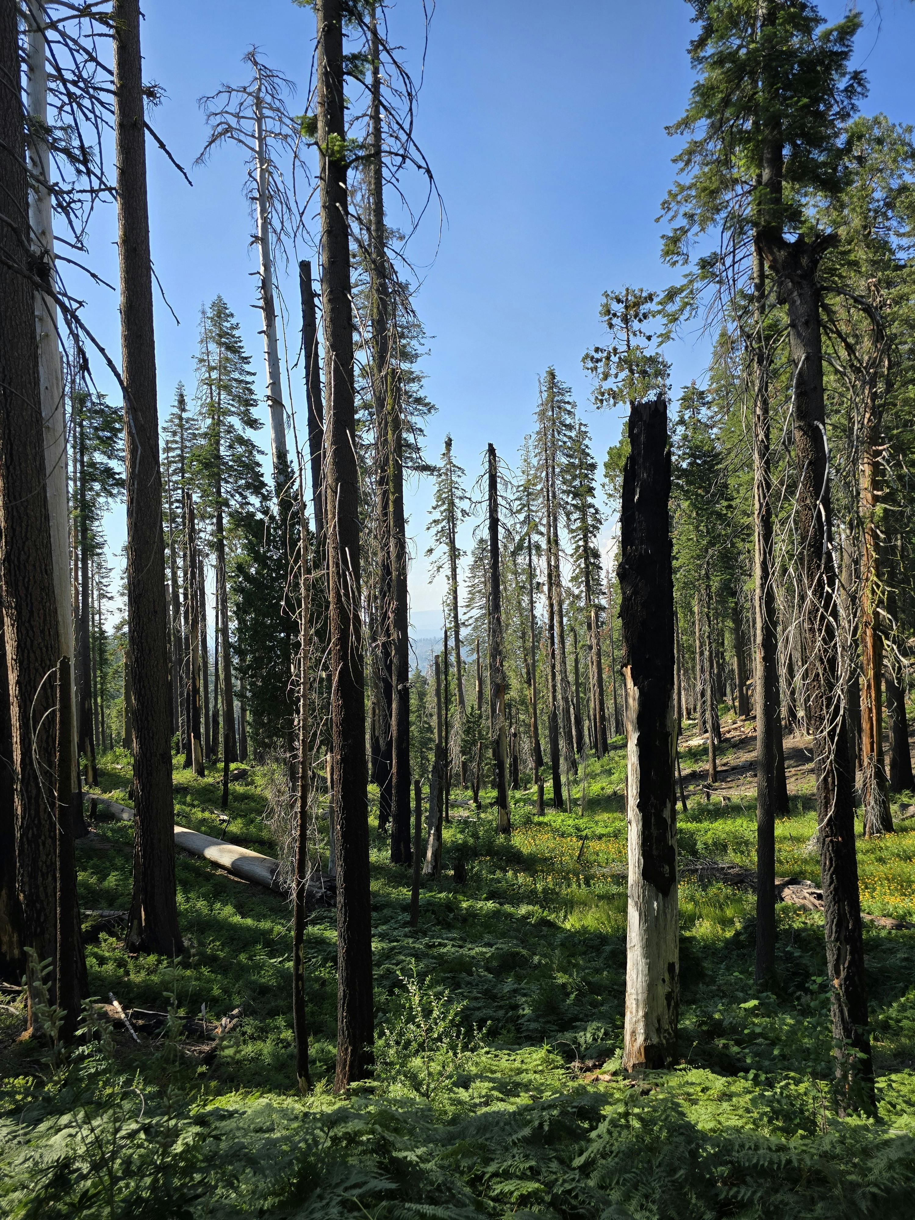 A forest with dead trees and grass · Free Stock Photo
