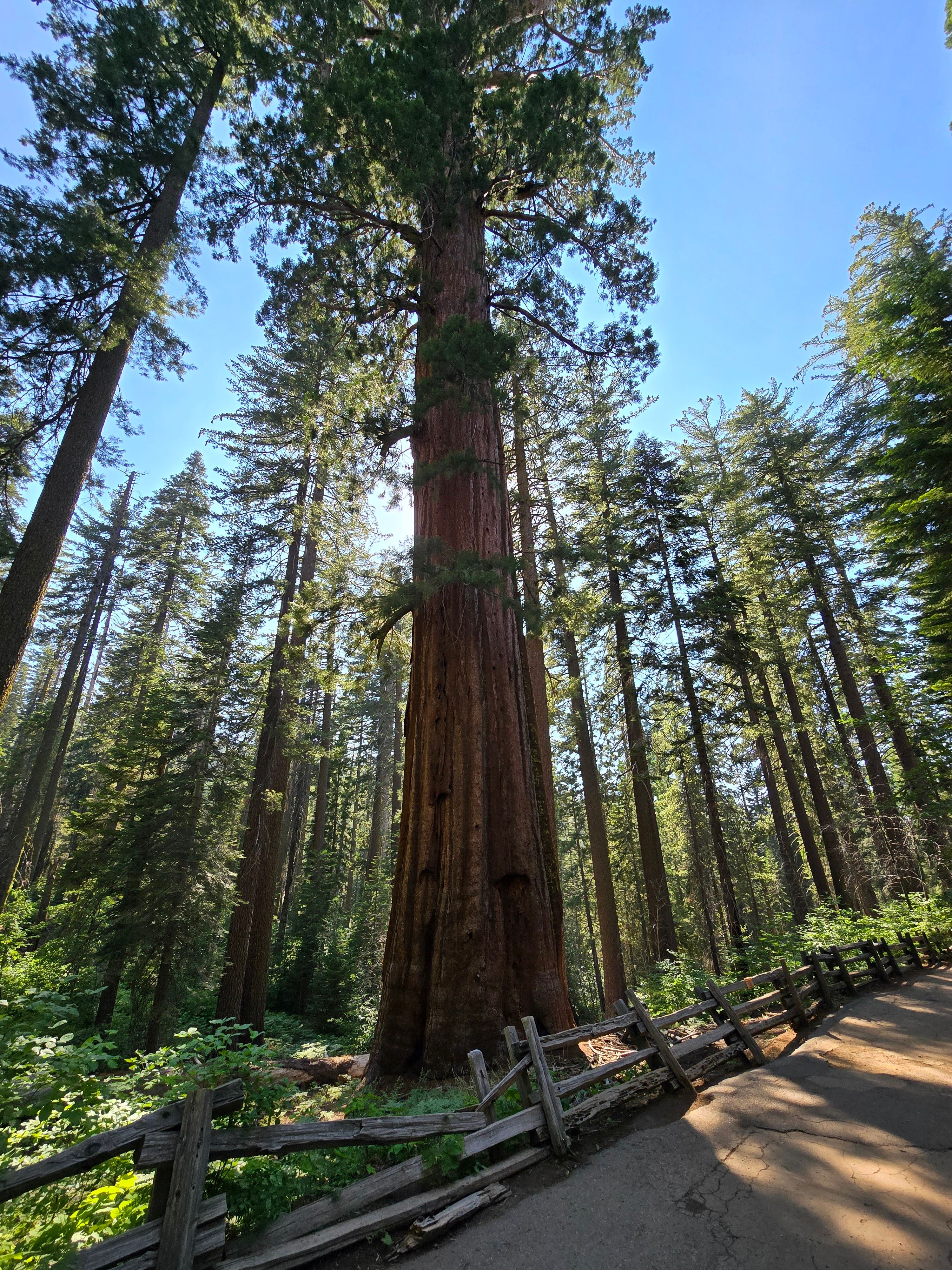 A large tree in the middle of a forest · Free Stock Photo
