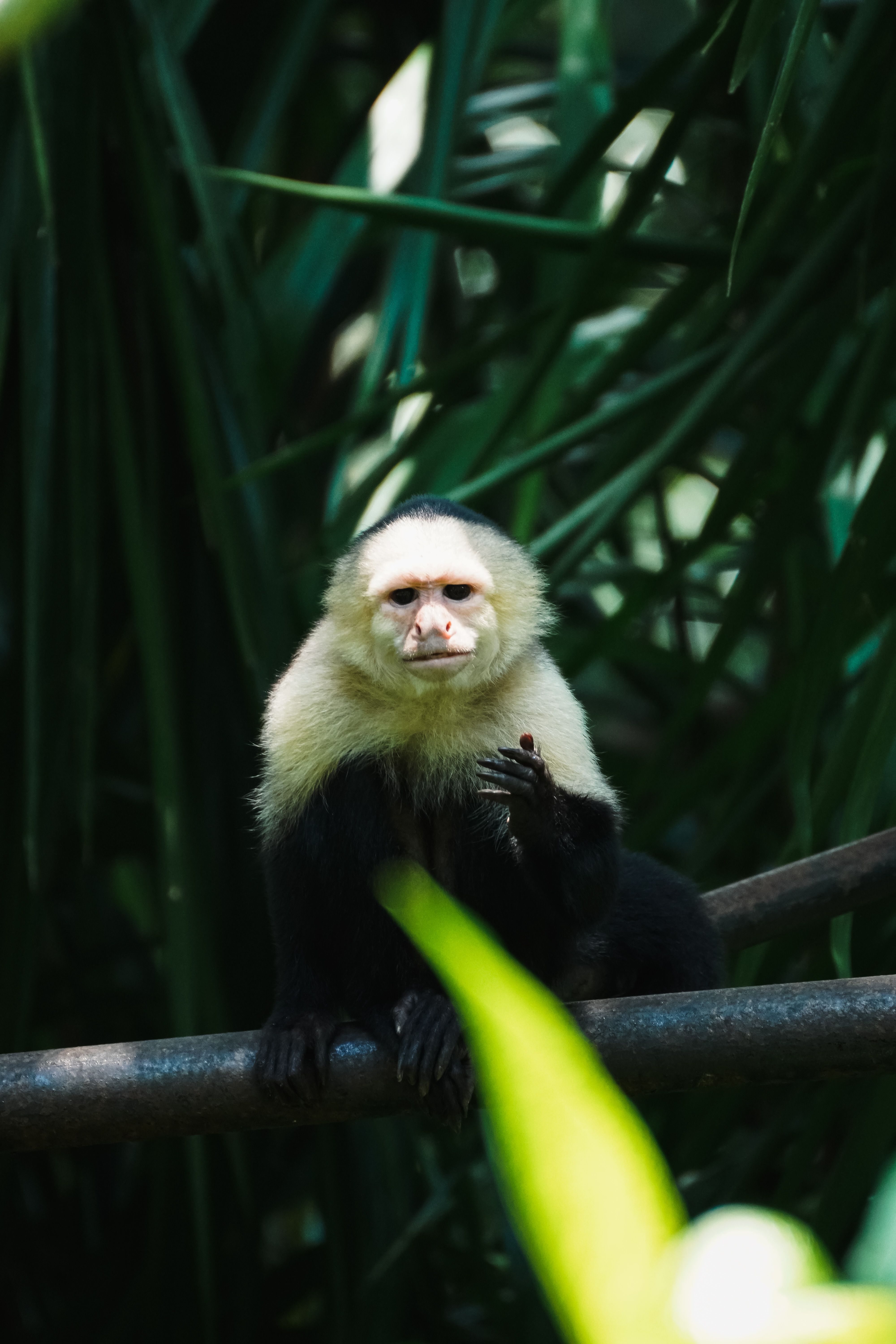 A white faced monkey sitting on a branch · Free Stock Photo