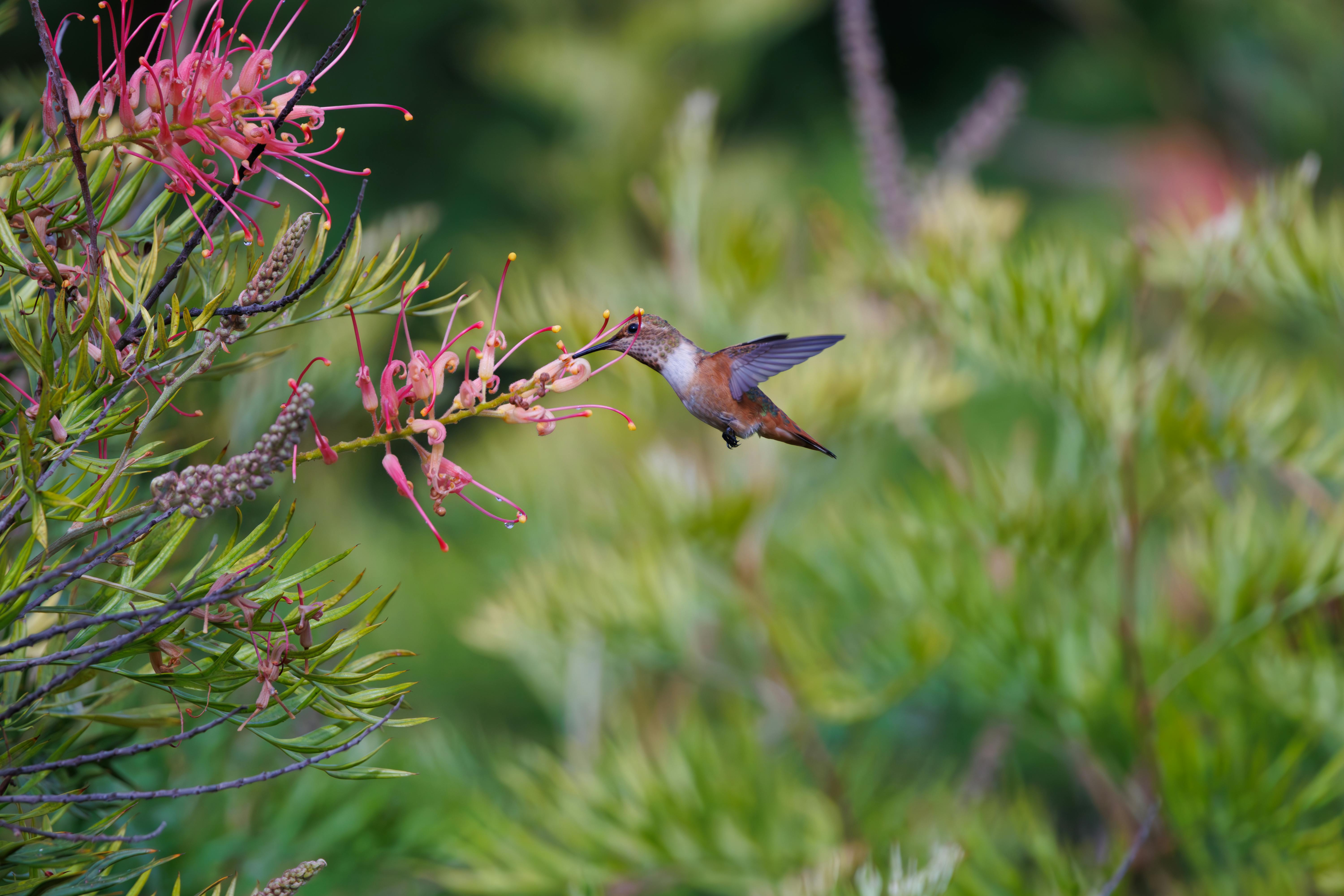 Background Hummingbirds Photos, Download The BEST Free Background ...