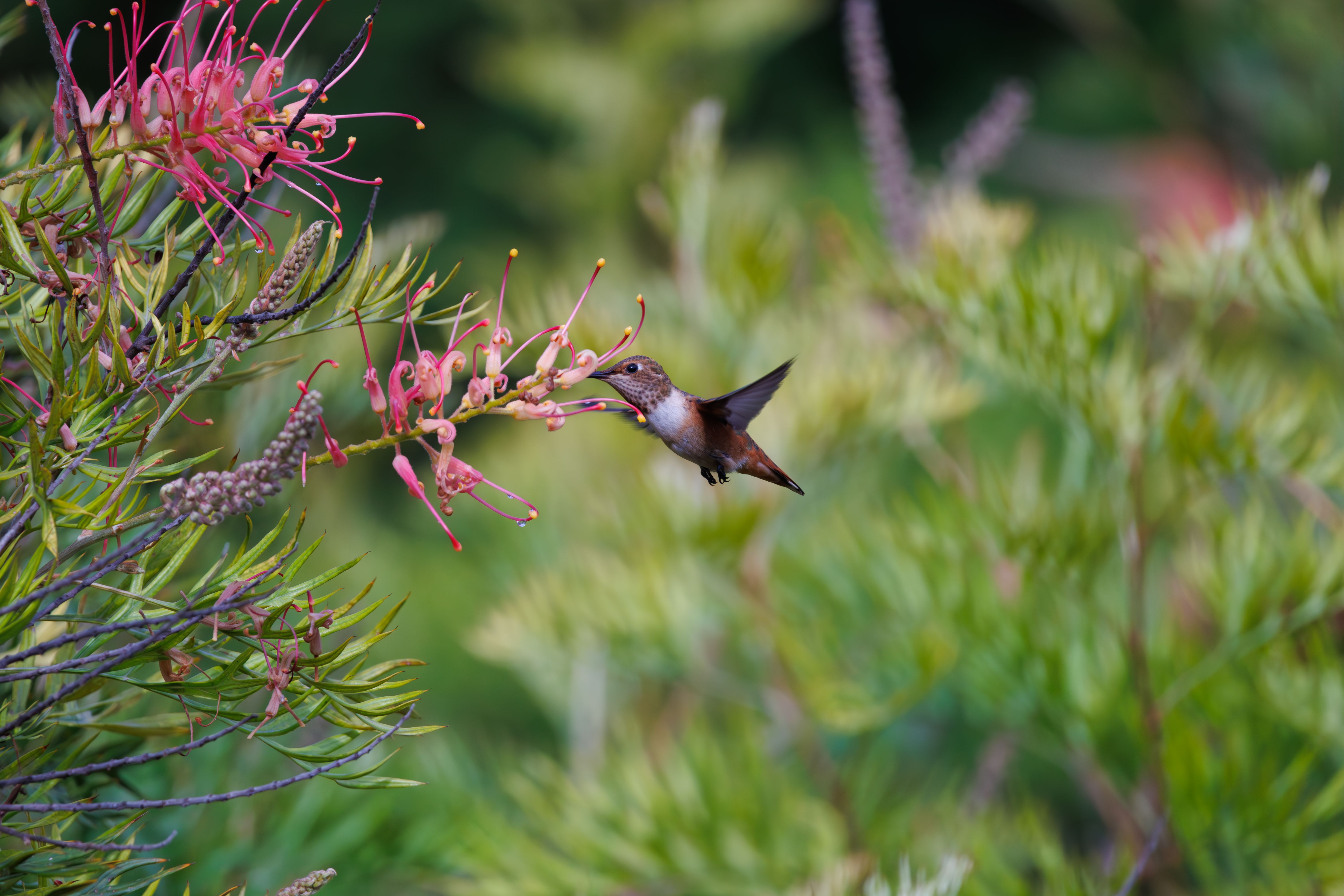 A hummingbird in flight · Free Stock Photo