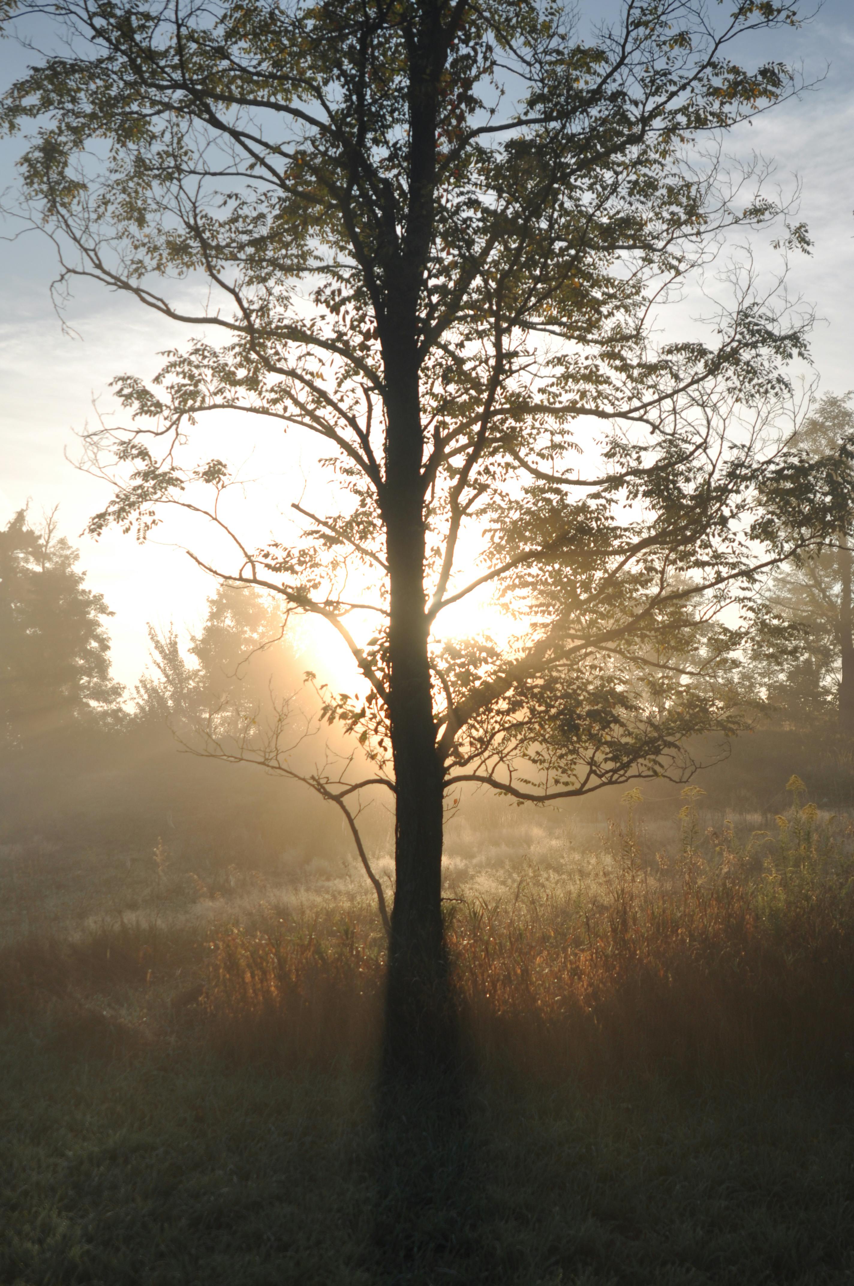 A tree in the sun with the sun shining through · Free Stock Photo