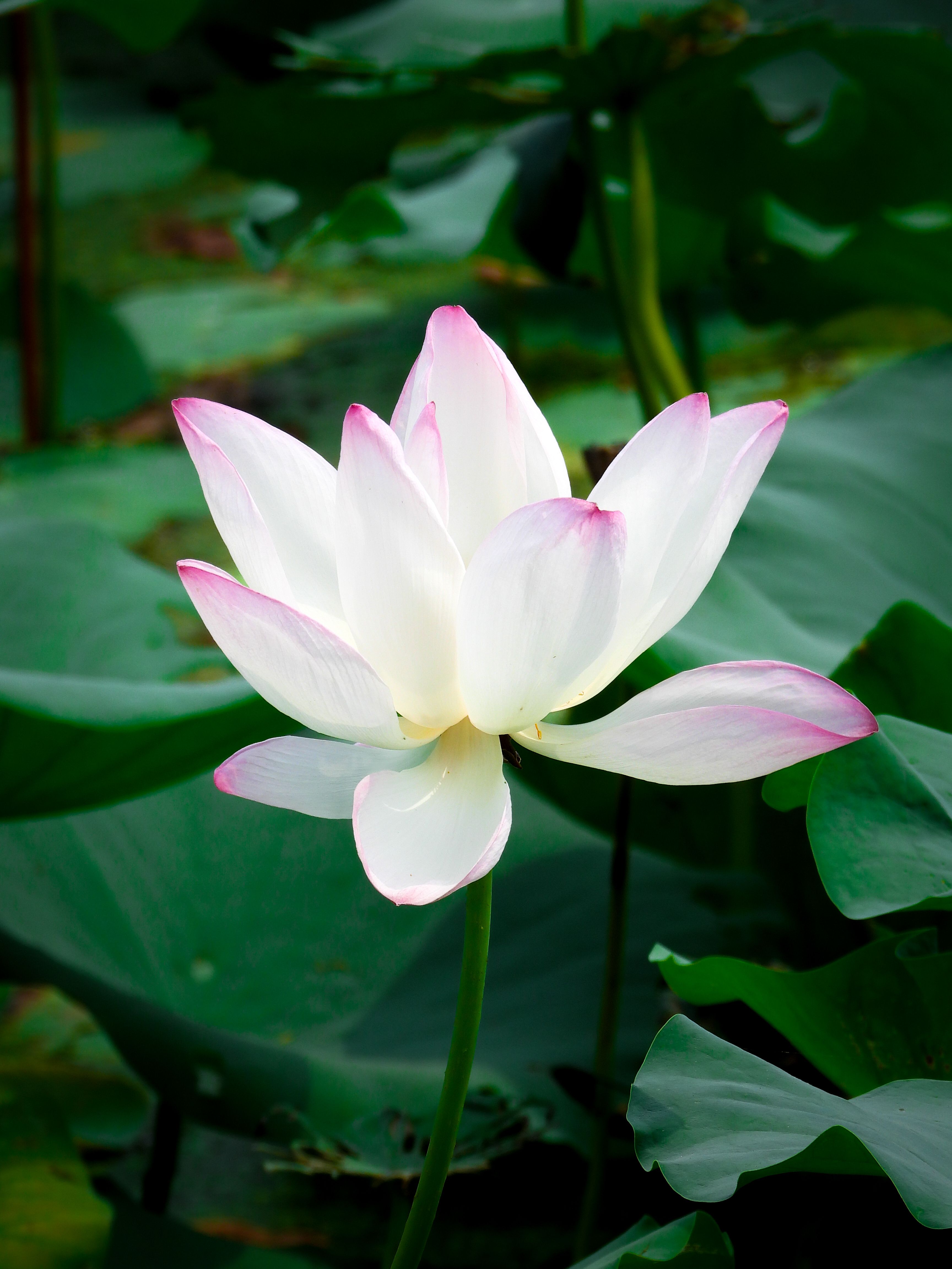 Lotus · Free Stock Photo