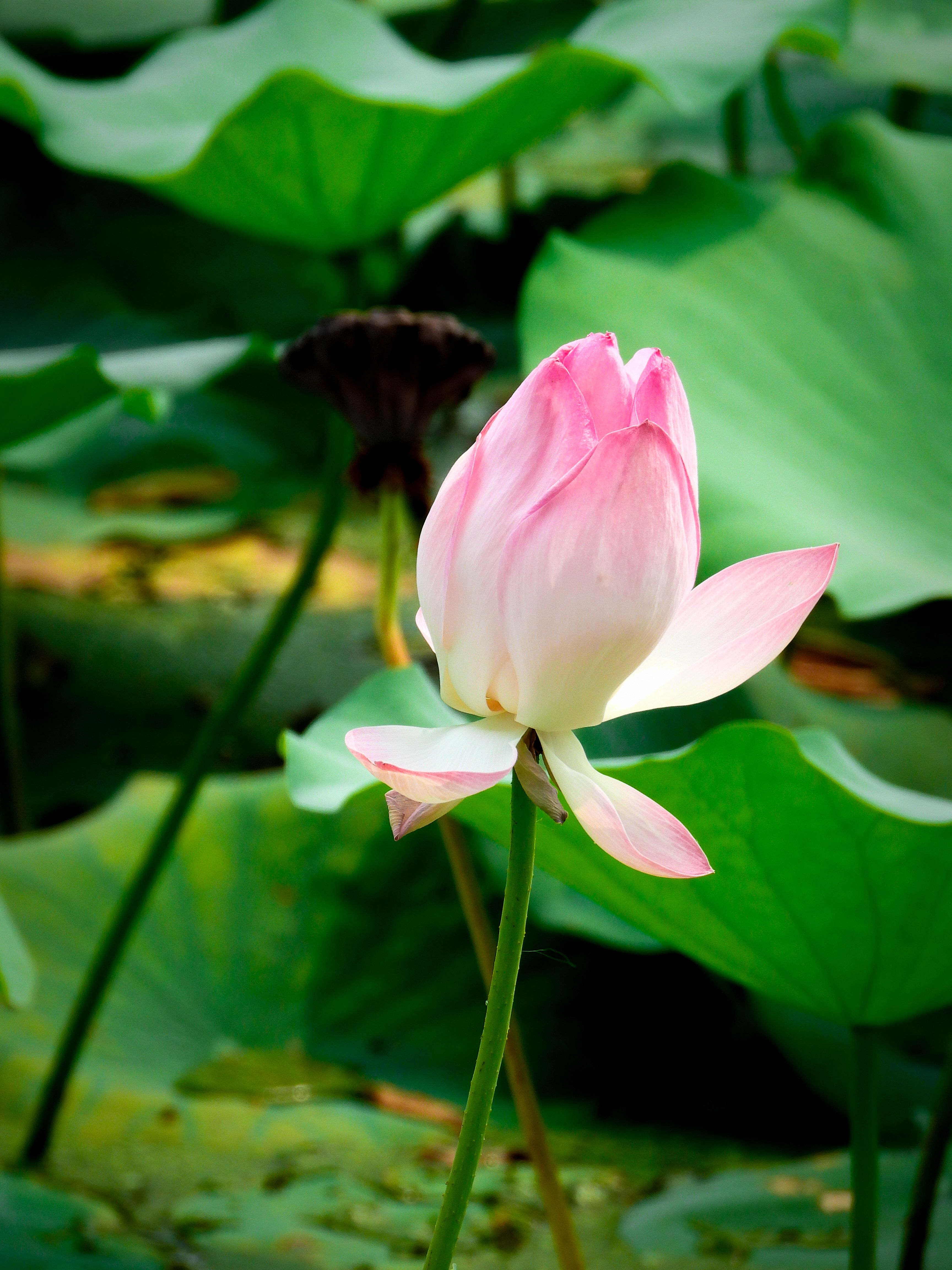 Lotus · Free Stock Photo