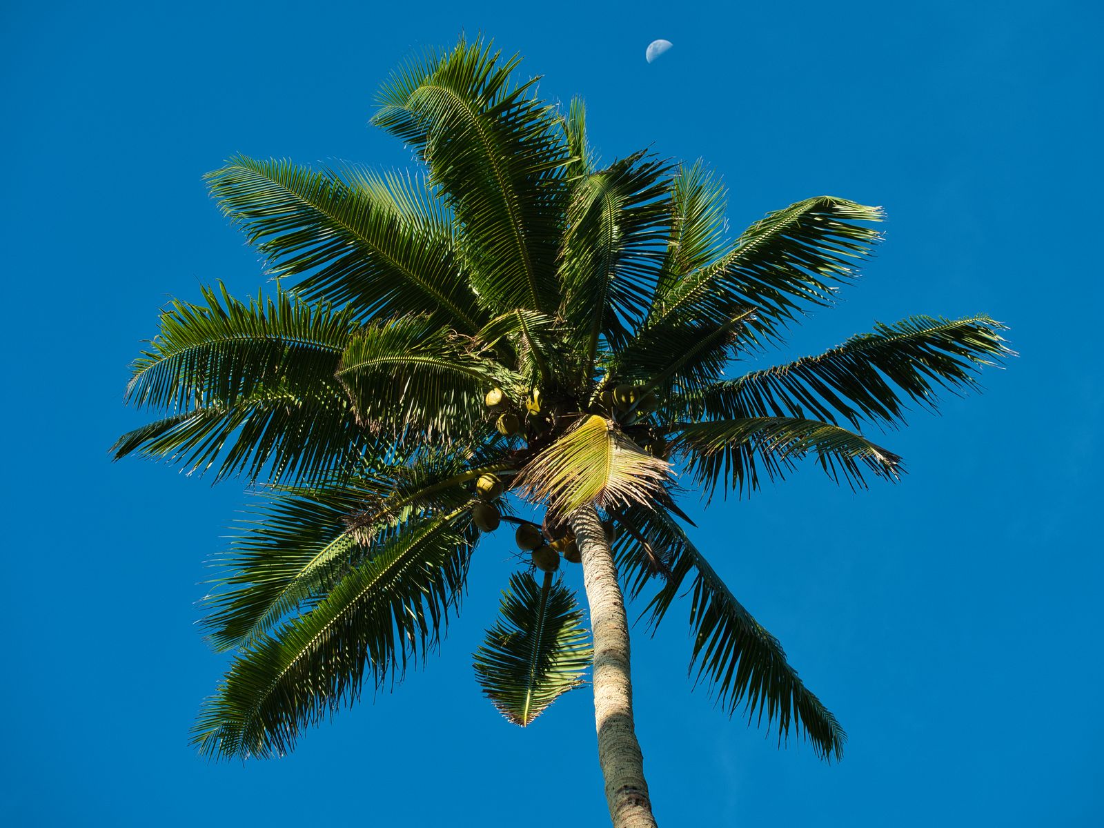 Palm Tree Photos, Download The BEST Free Palm Tree Stock Photos & HD Images