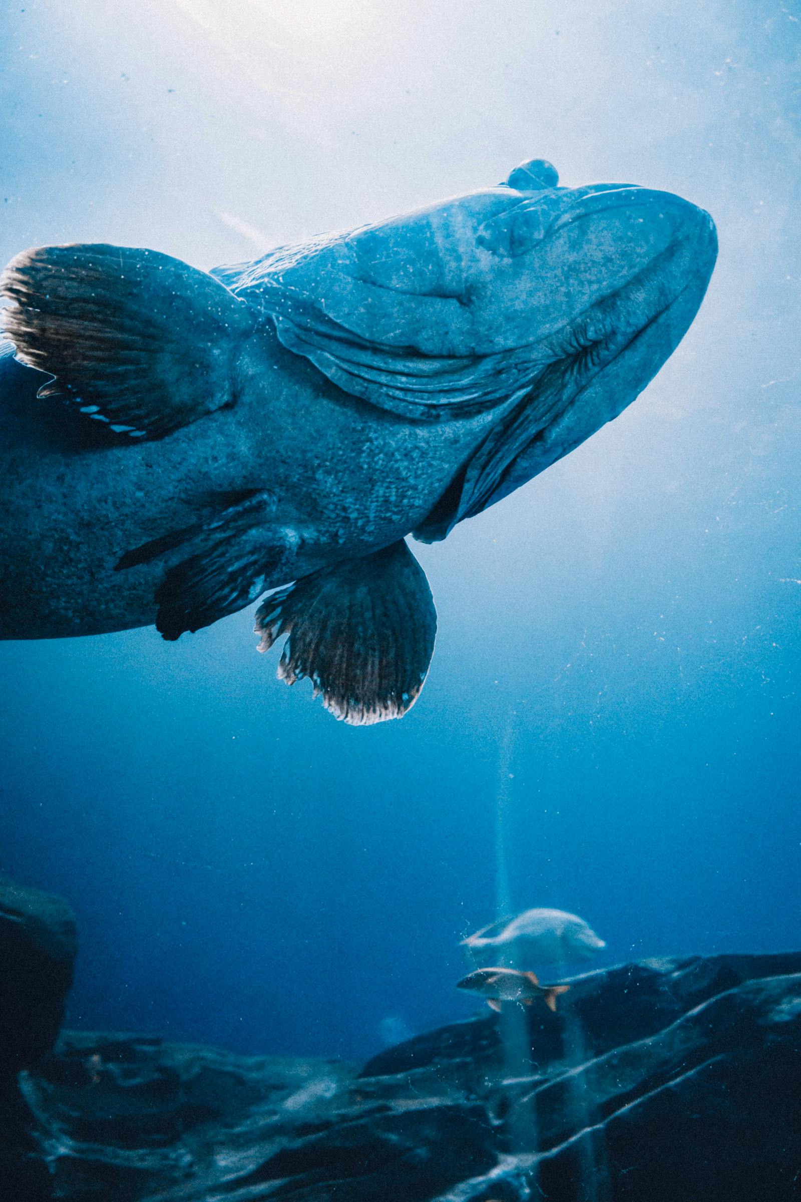 Beta Fish Photos, Download The BEST Free Beta Fish Stock Photos & HD Images