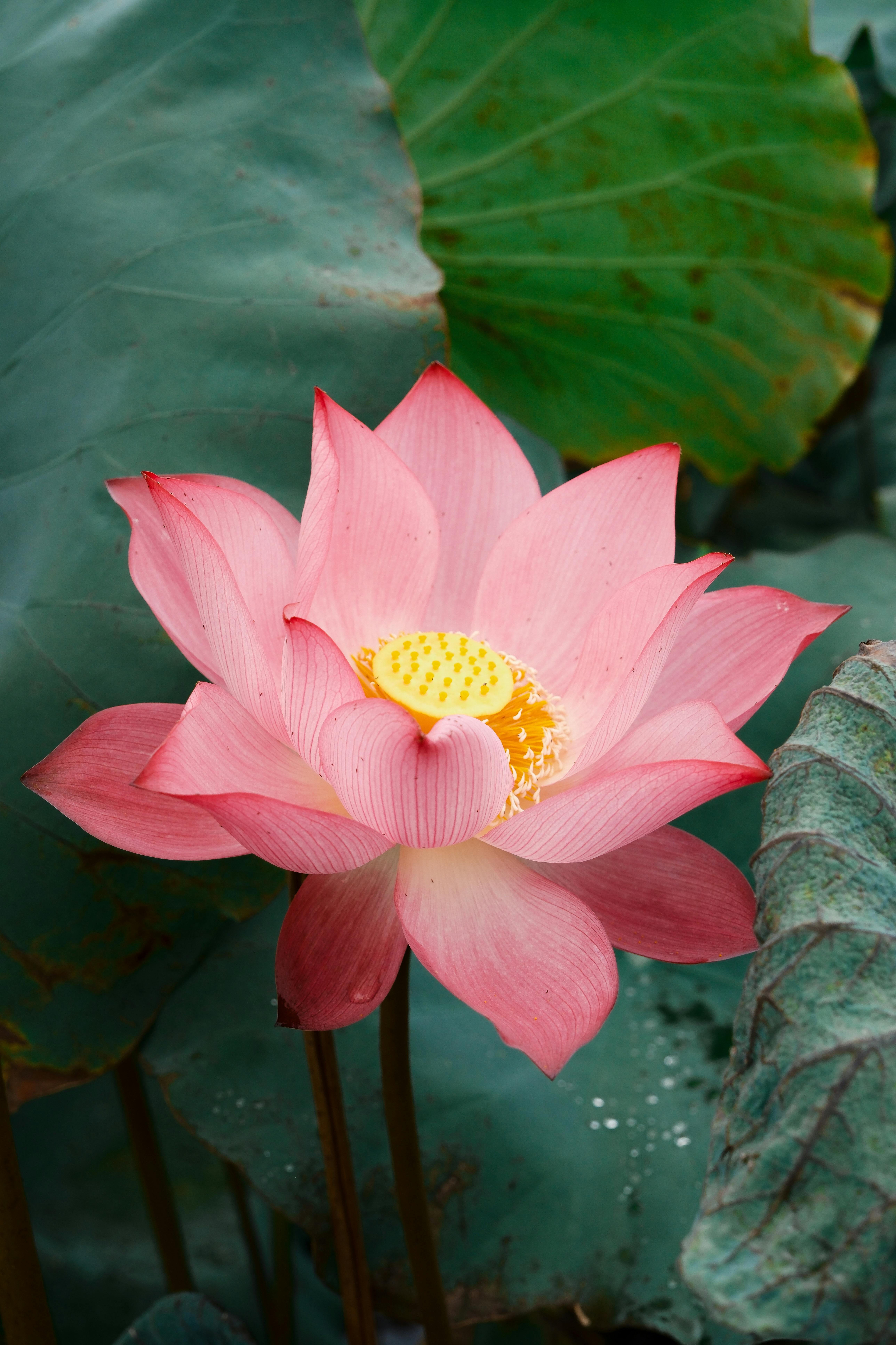 200.000+ Natur Duvar Kağıdı Bilder und Fotos · Kostenlos Downloaden ...