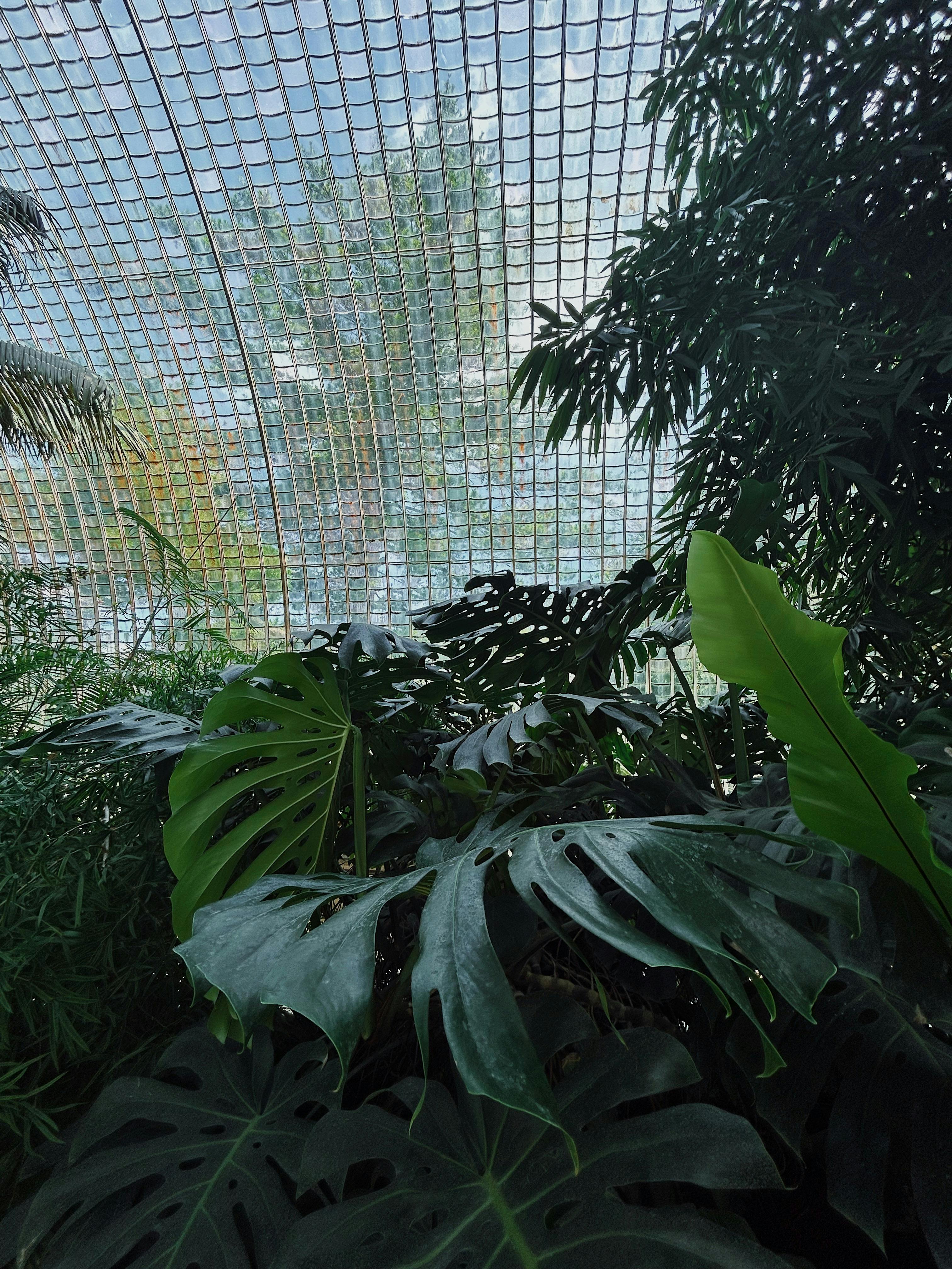 A tropical plant is in a glass dome · Free Stock Photo