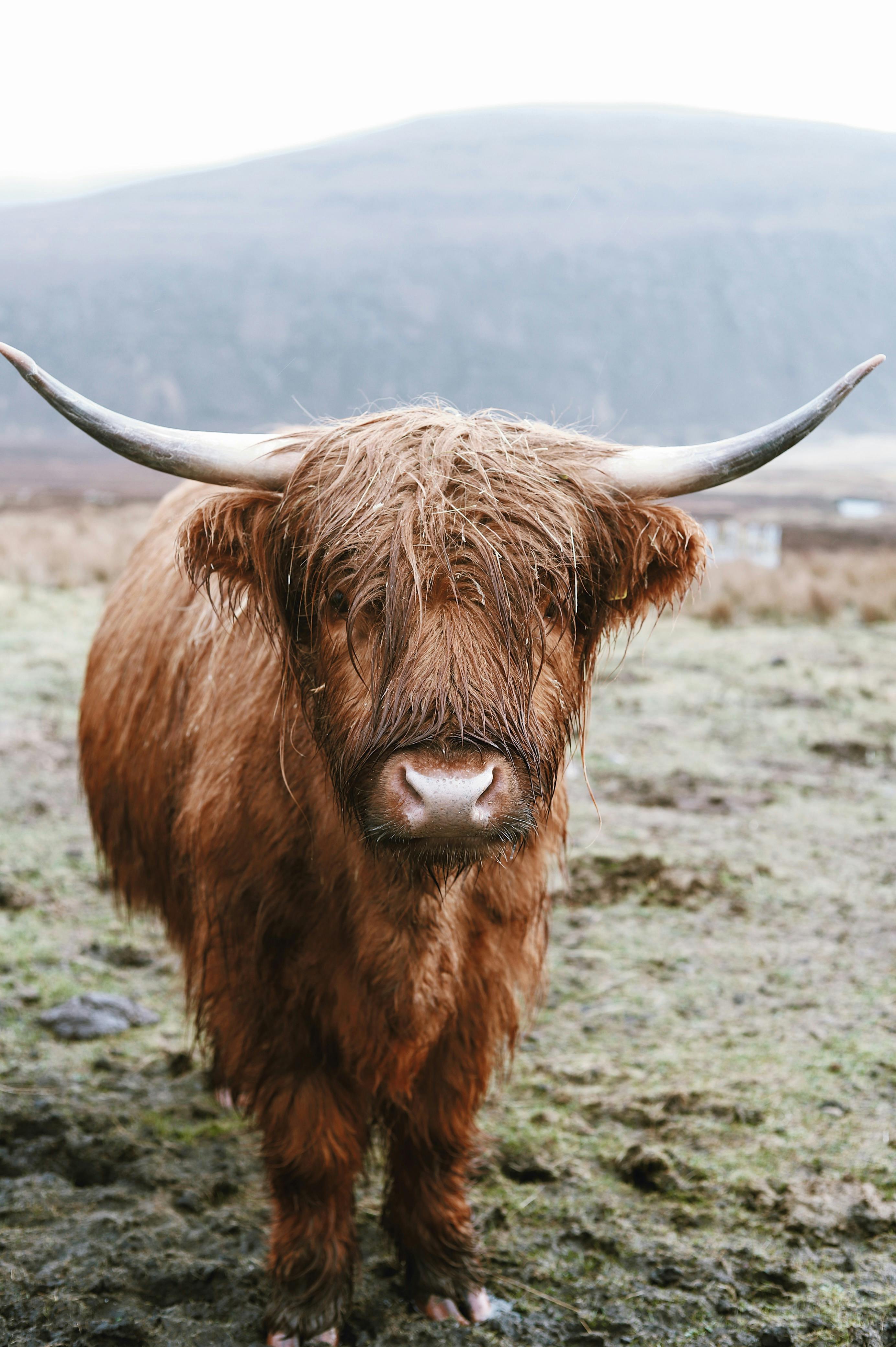 Highland Cow Front Facing Photos, Download The BEST Free Highland Cow ...