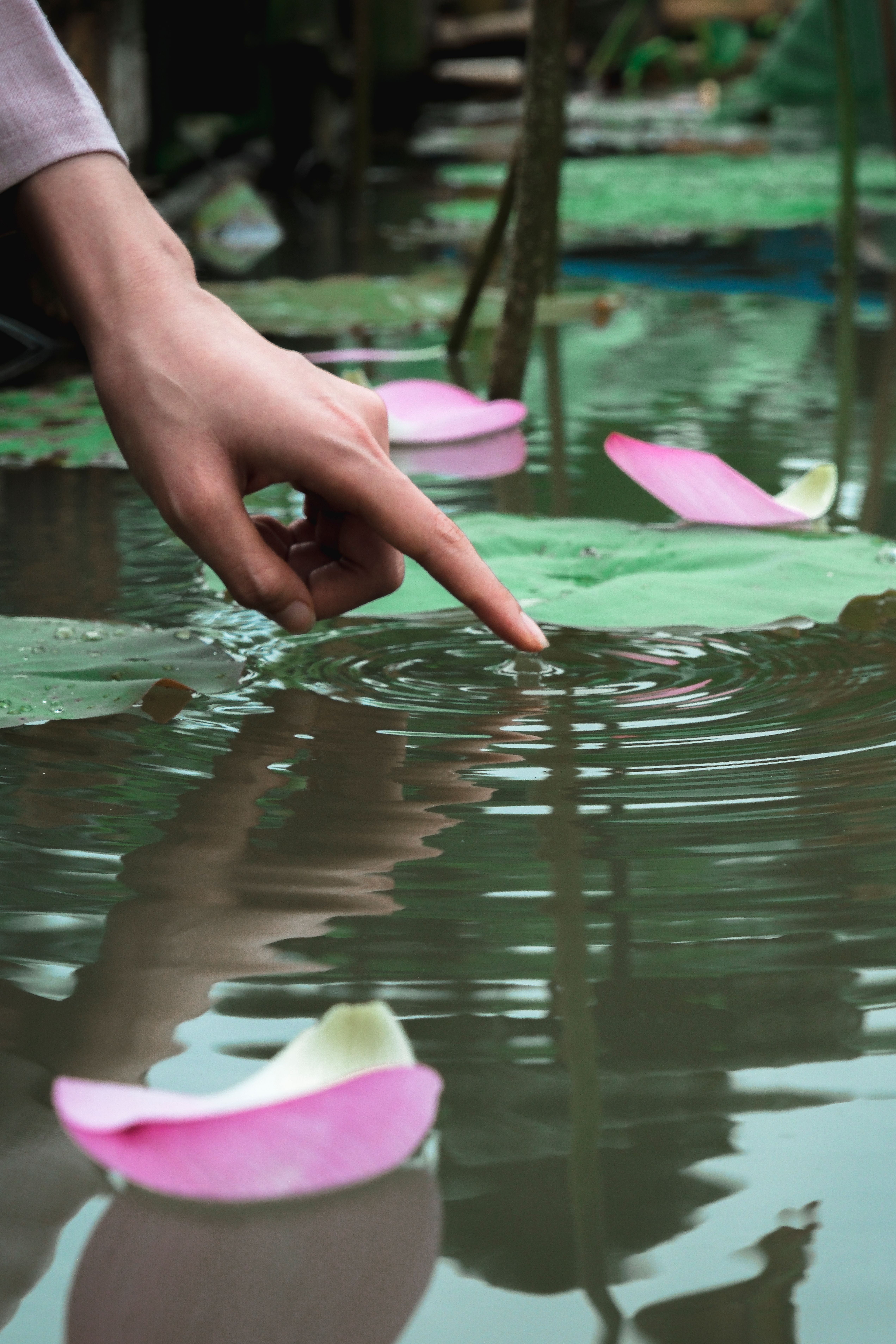 A person touching a flower in a pond · Free Stock Photo