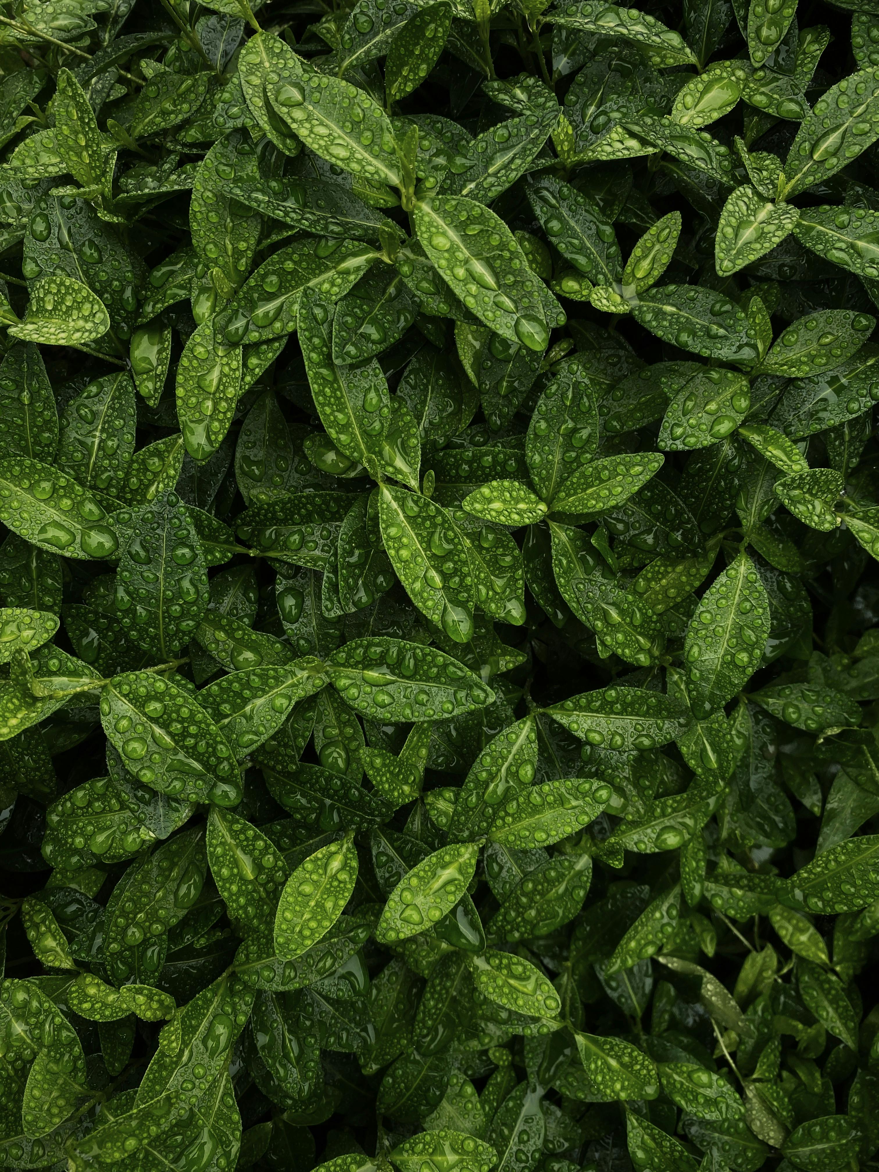 Greenery Background Photos, Download The BEST Free Greenery Background ...