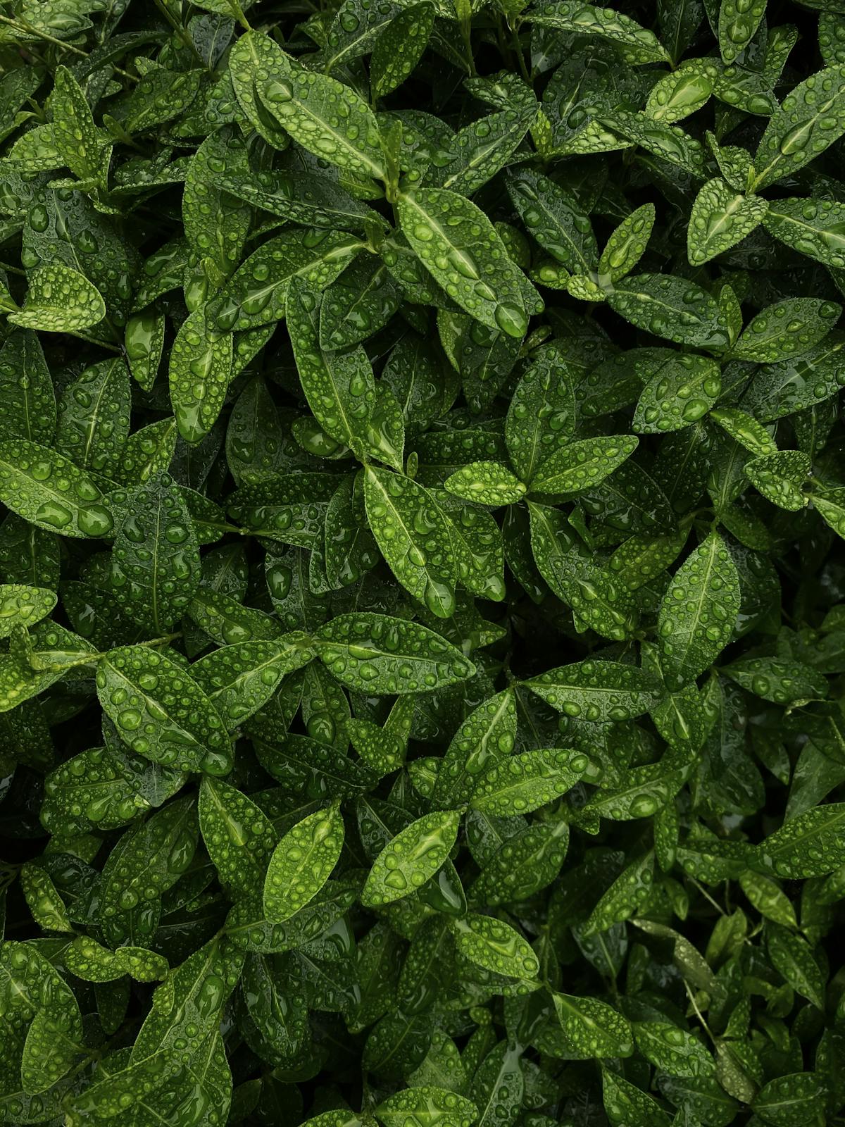 Greenery Background Photos, Download The BEST Free Greenery Background ...