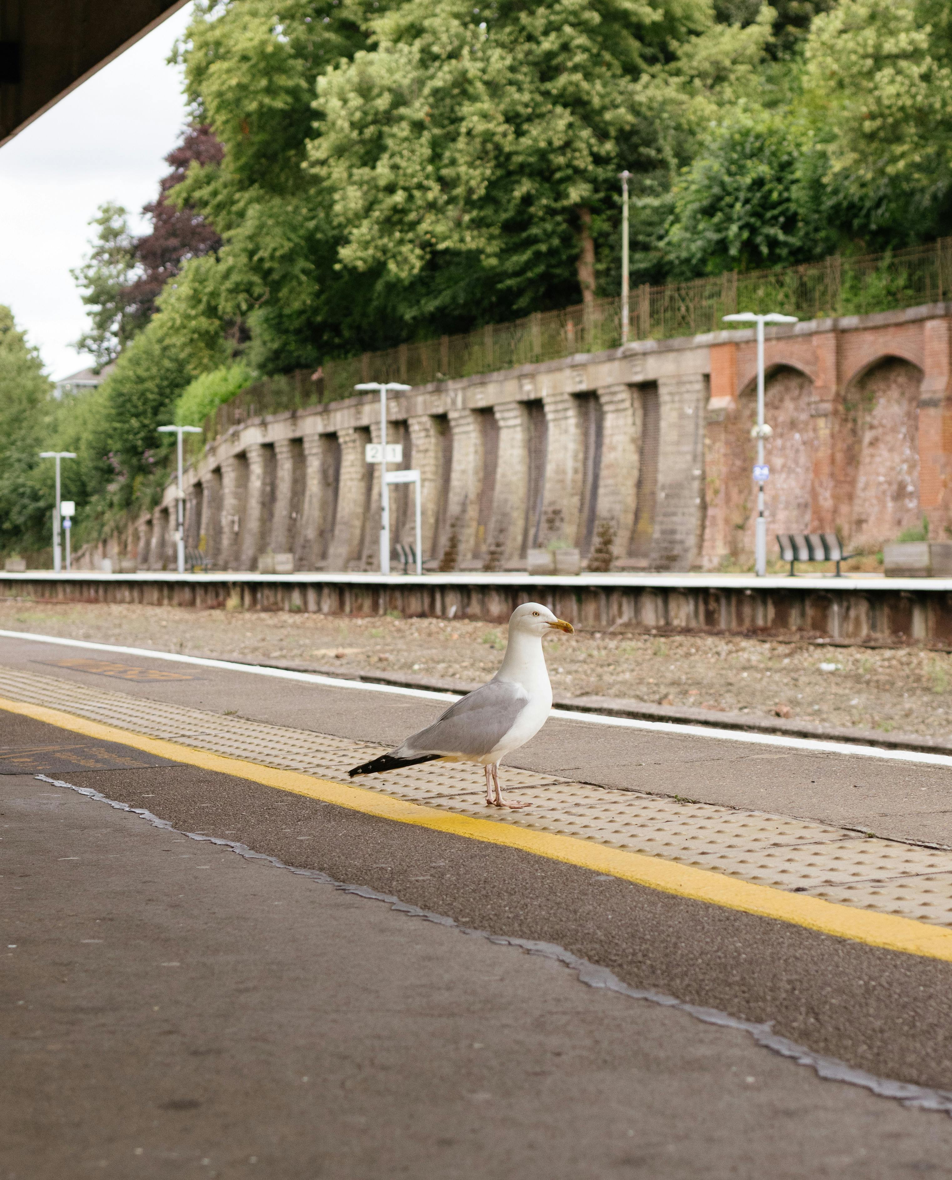 A seagull is standing on the platform at a train station · Free Stock Photo