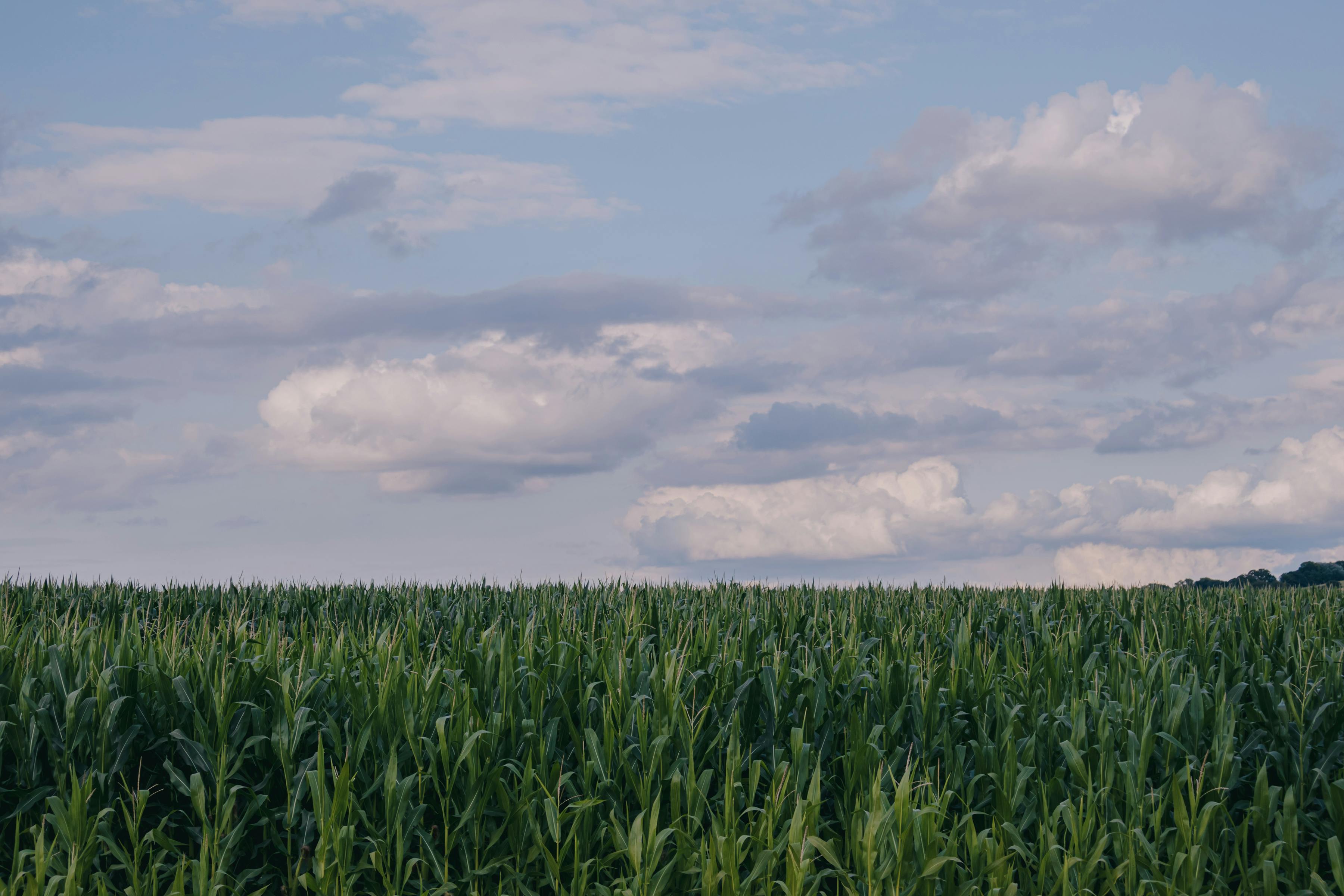 A corn field with clouds in the sky · Free Stock Photo