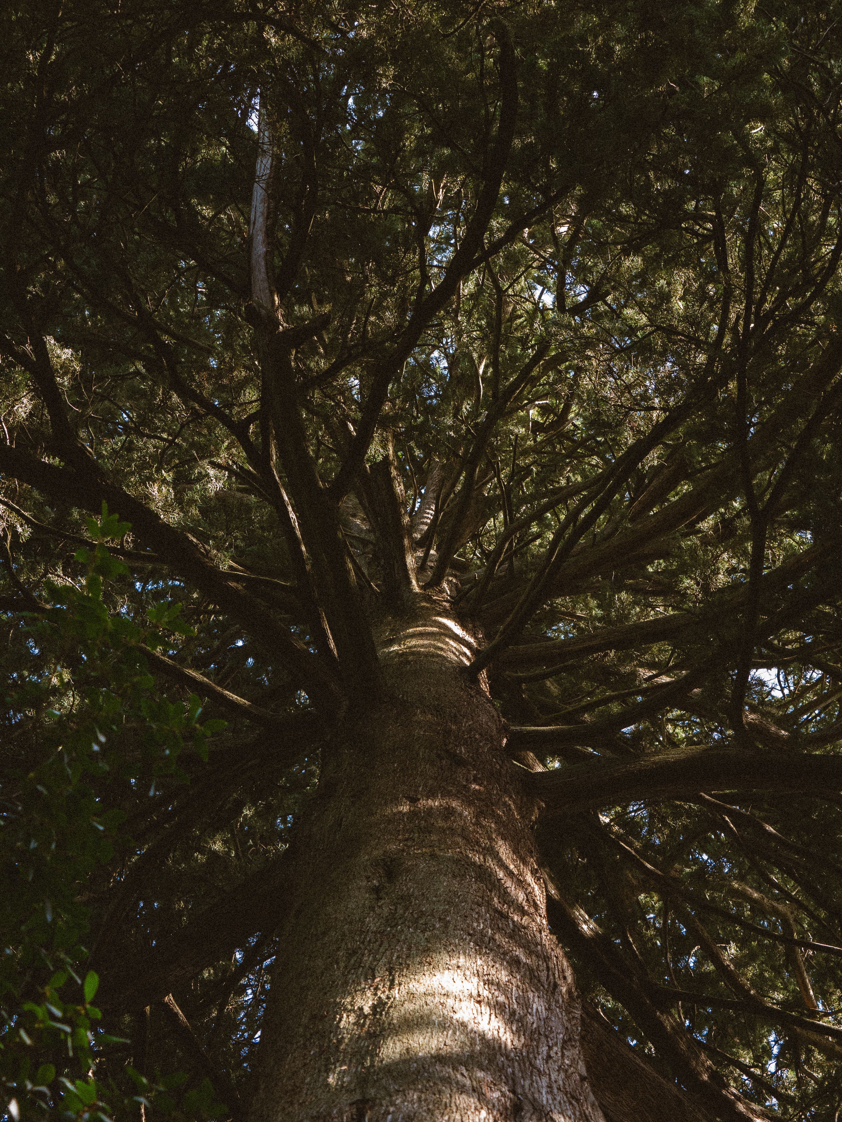 Photograph of a Big Tree with Branches · Free Stock Photo
