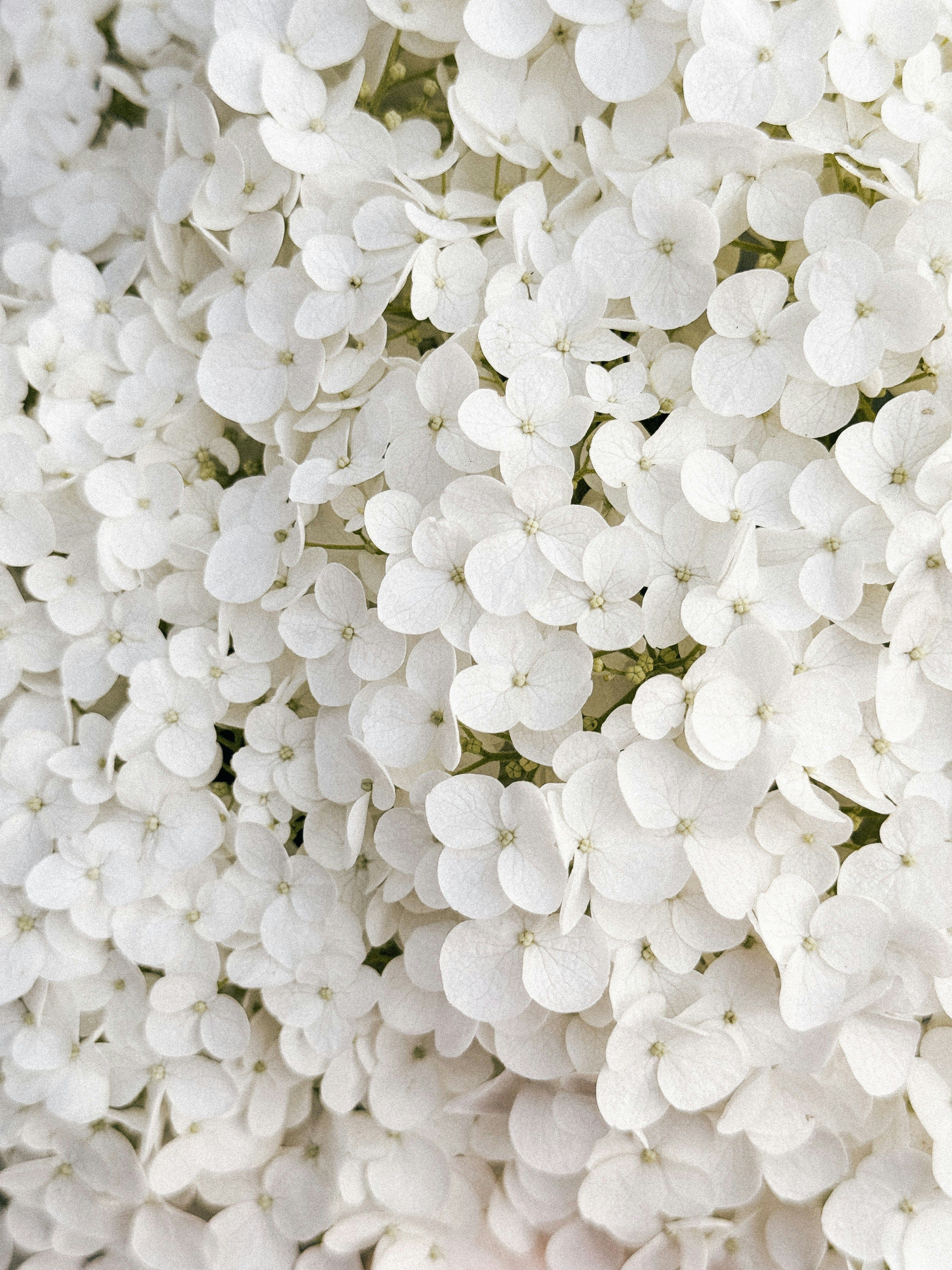 White Masses of Flowers and Buds · Free Stock Photo
