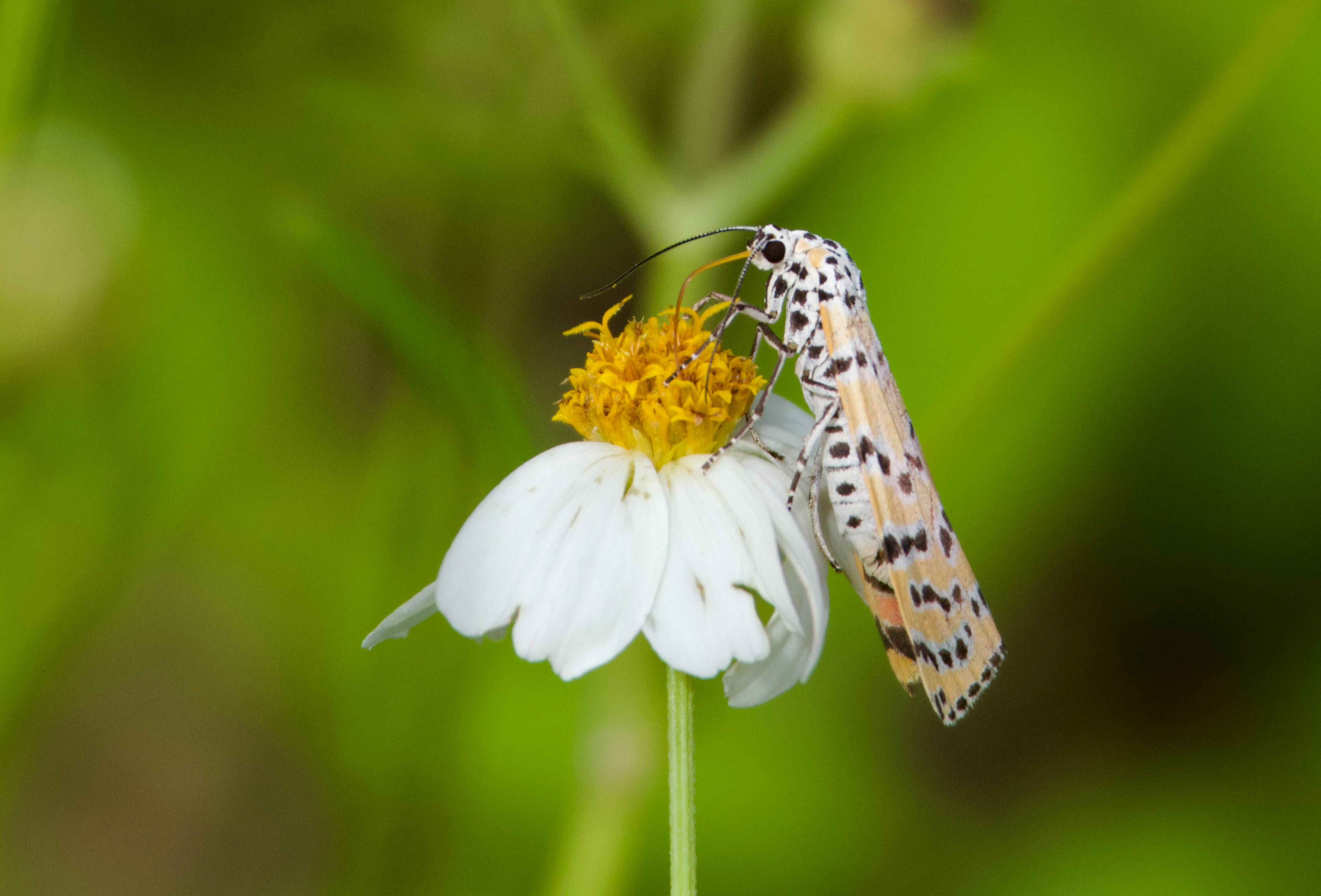 Ornate Bella Moth on Bidens alba · Free Stock Photo