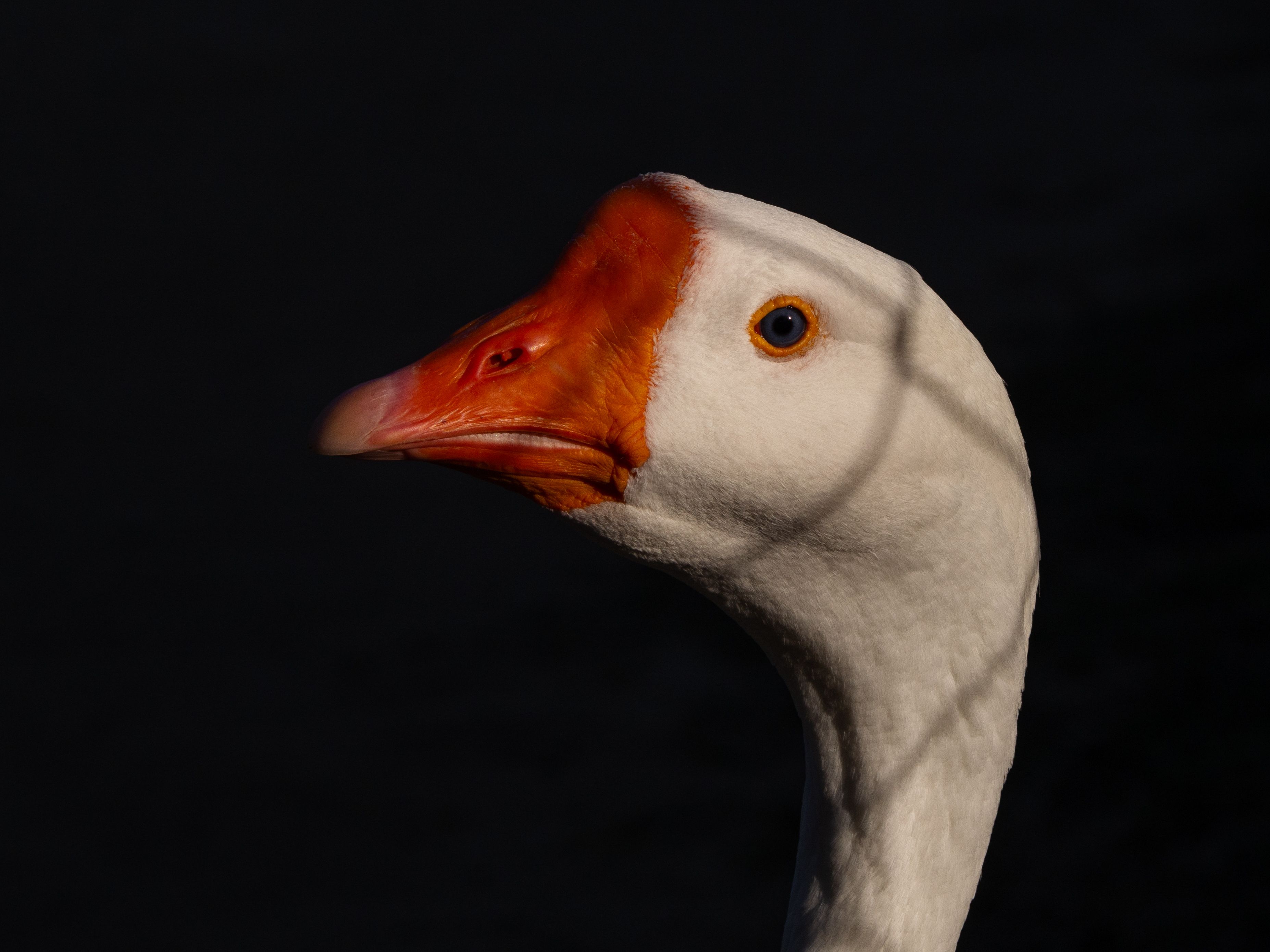 A white goose with a red beak · Free Stock Photo