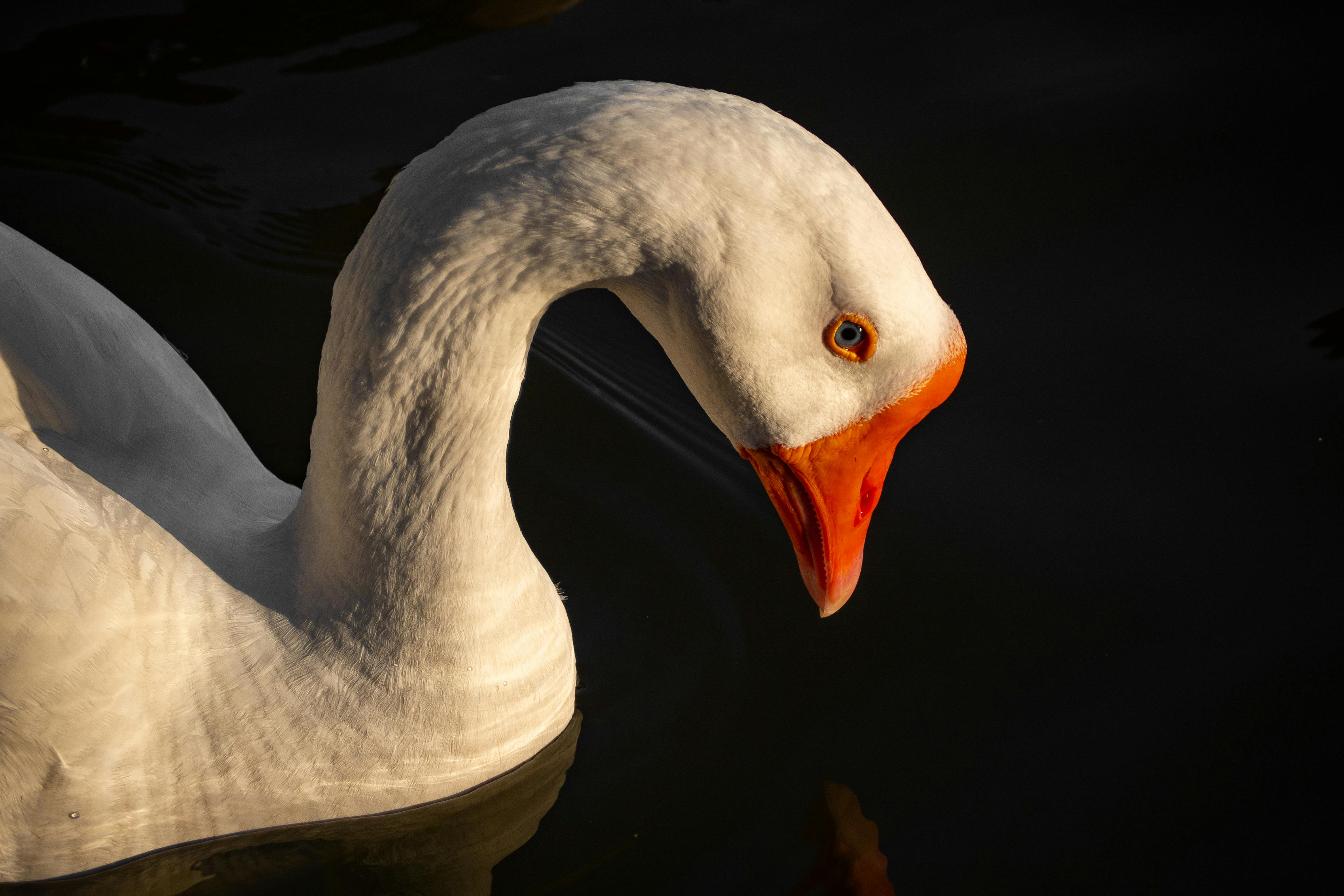 A white goose swimming in the water · Free Stock Photo