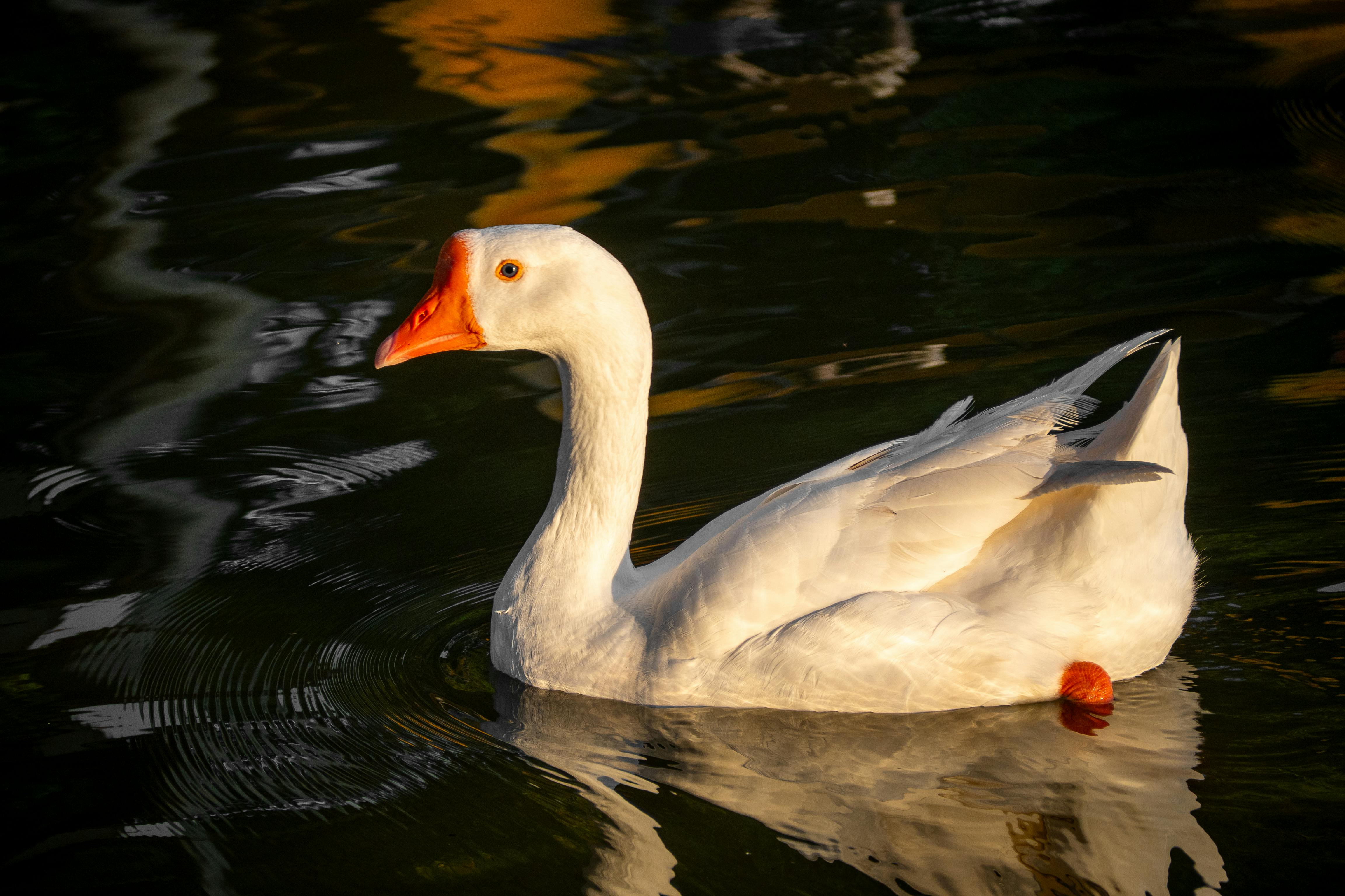 Bild Billed Photos, Download The BEST Free Bild Billed Stock Photos ...