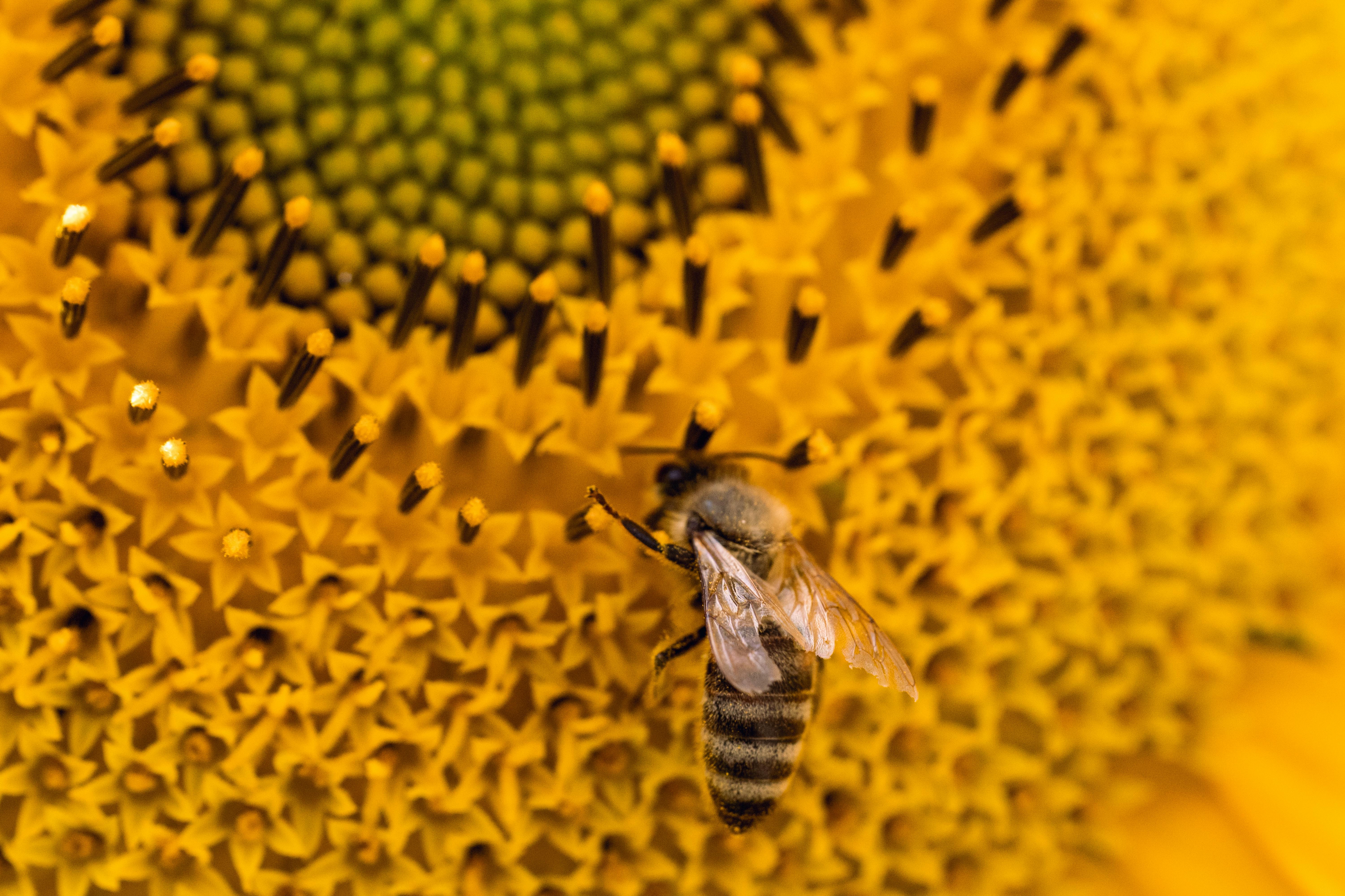 Close-up of Bee on Yellow Flower · Free Stock Photo