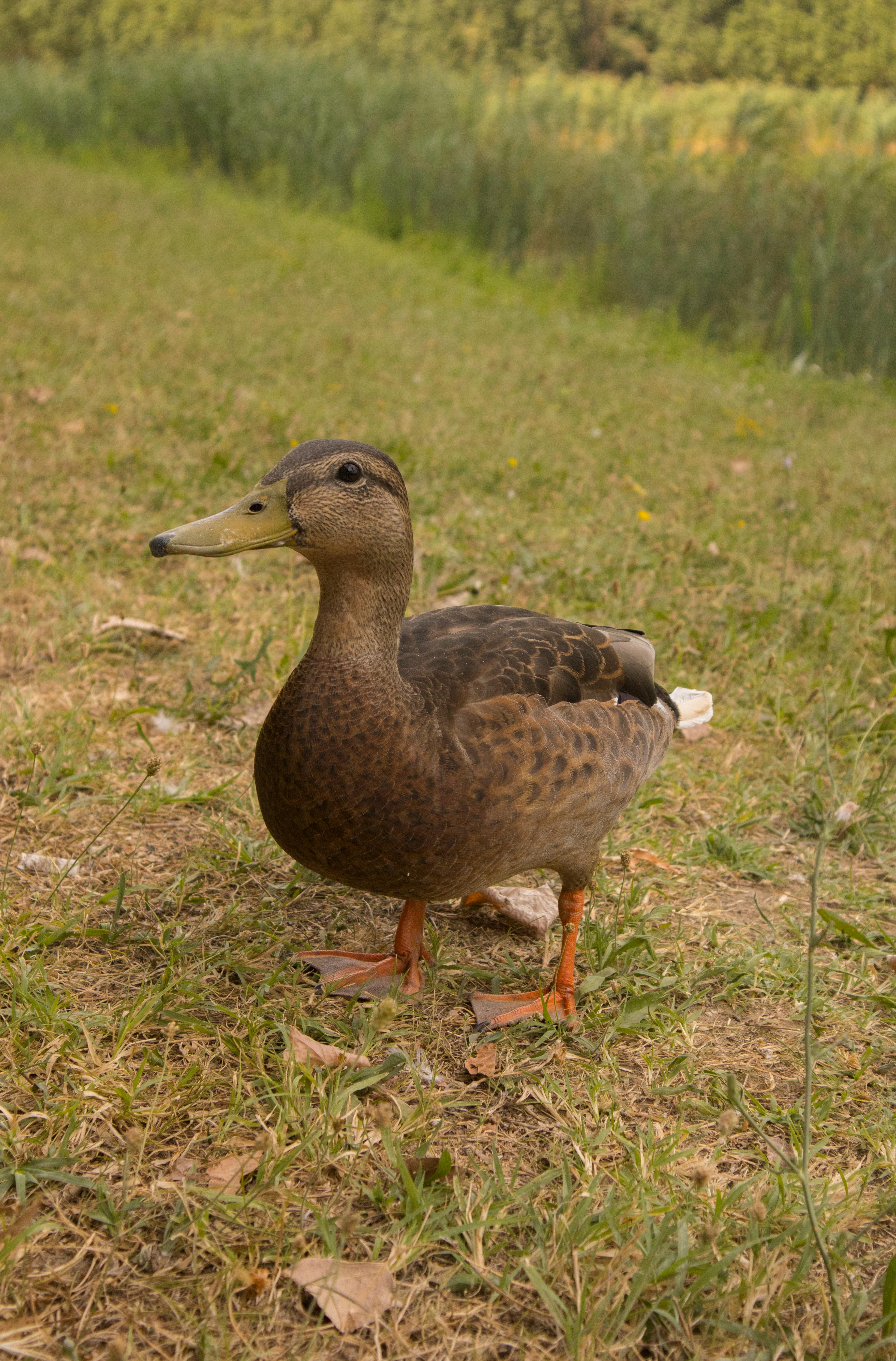 Close-up of a Duck in Natural Habitat · Free Stock Photo