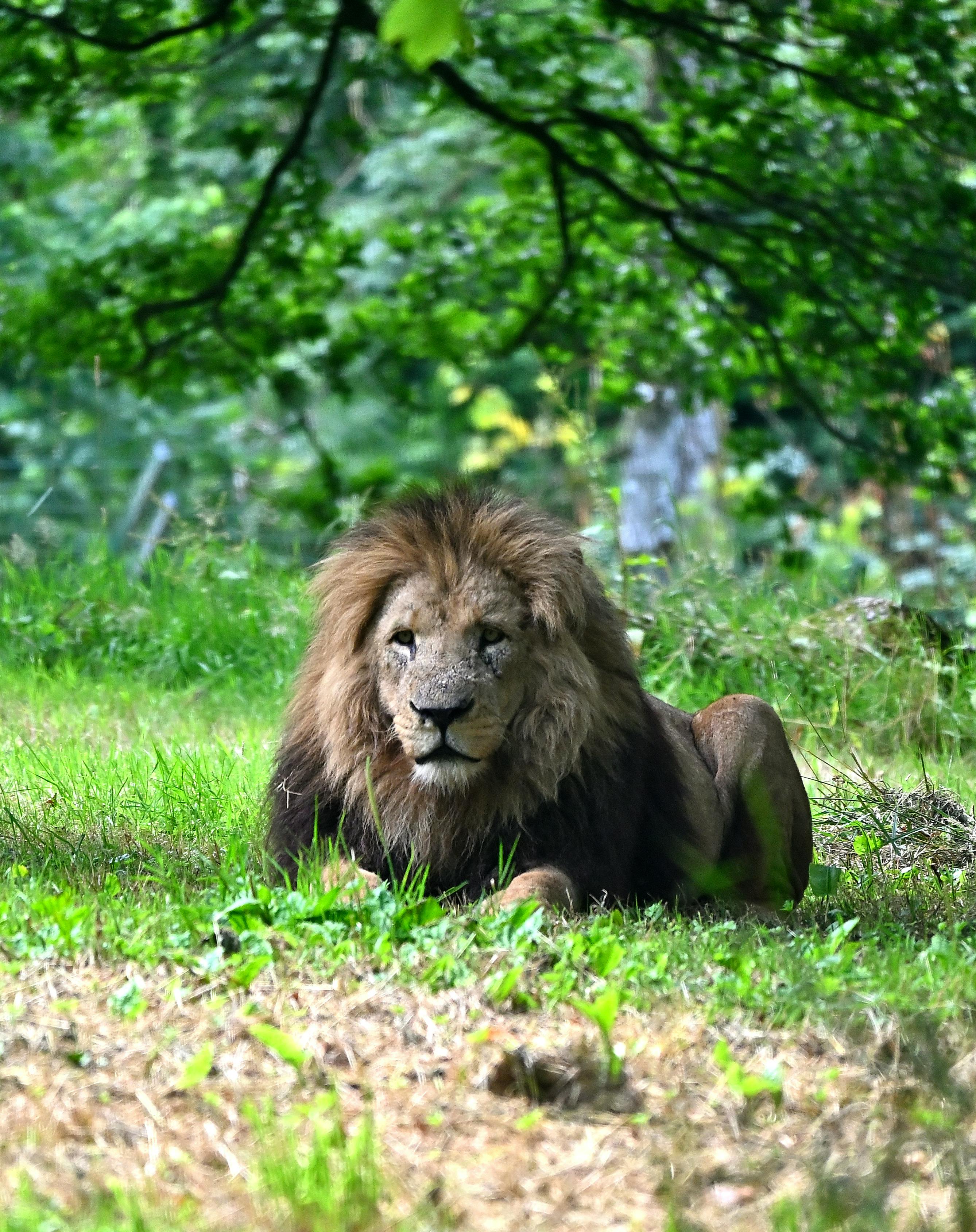 Lion of Longleat · Free Stock Photo