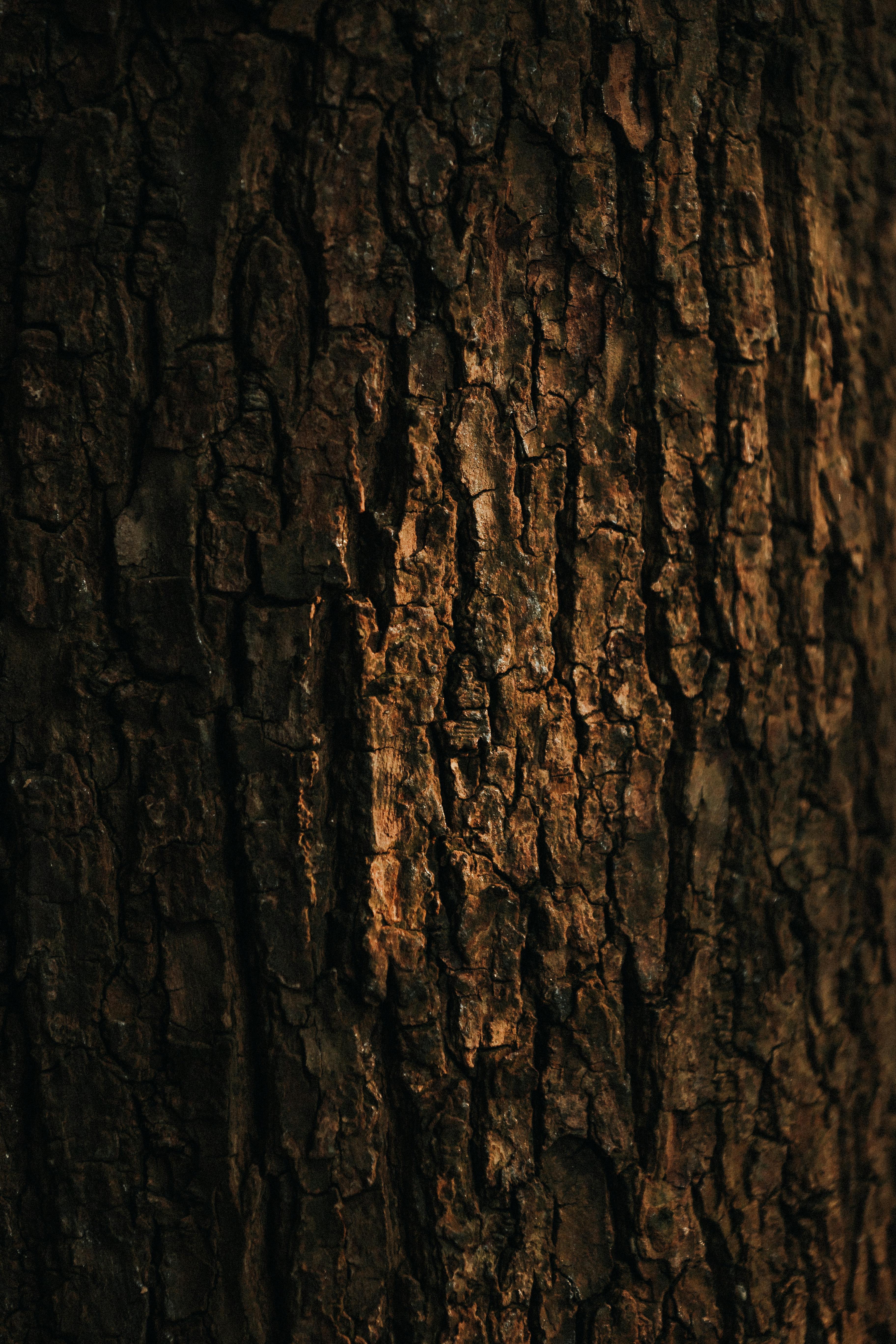 Gratis stockfoto van aardsgezind, atmosferisch, background, biologisch ...