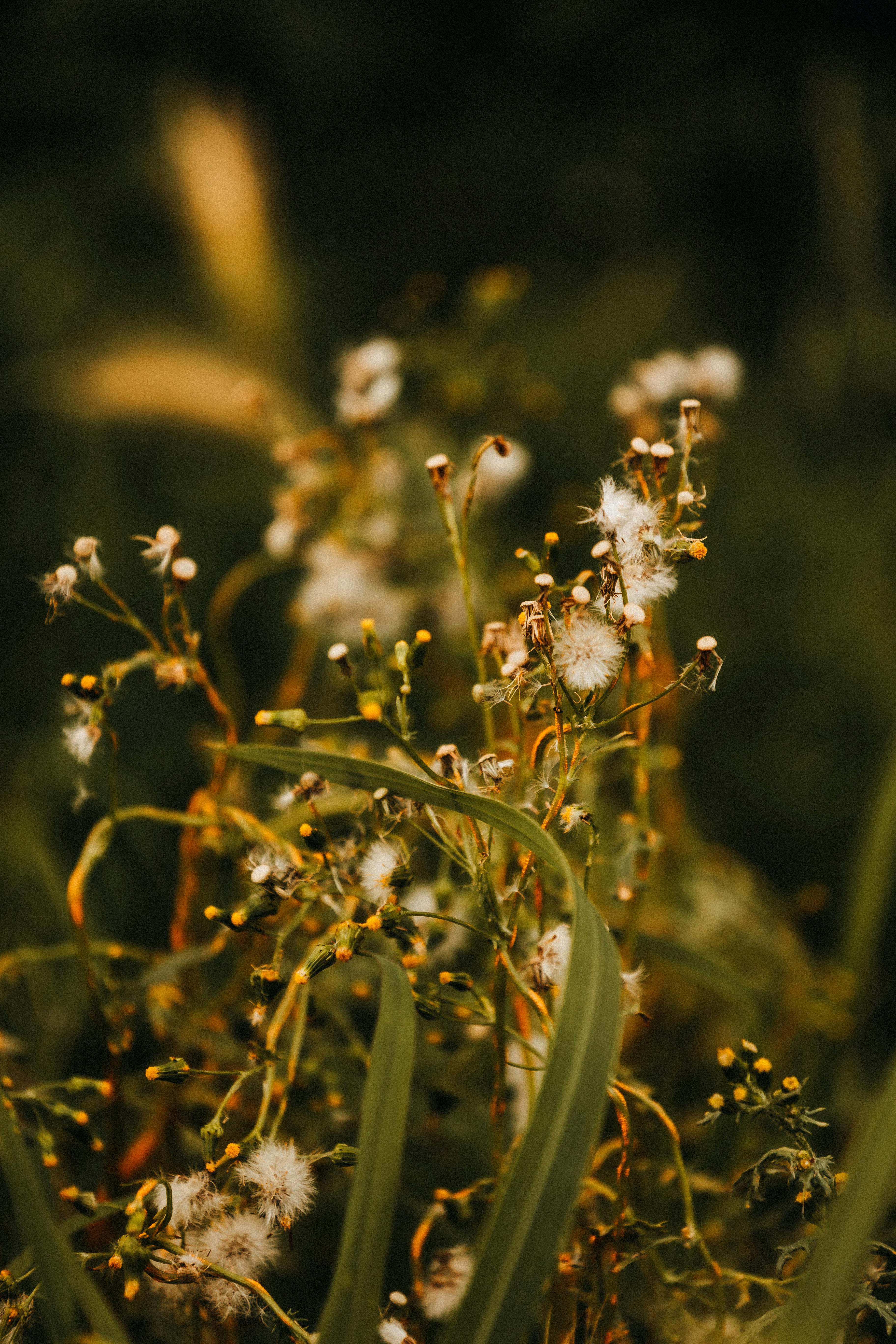 Closeup Photography of Grass · Free Stock Photo