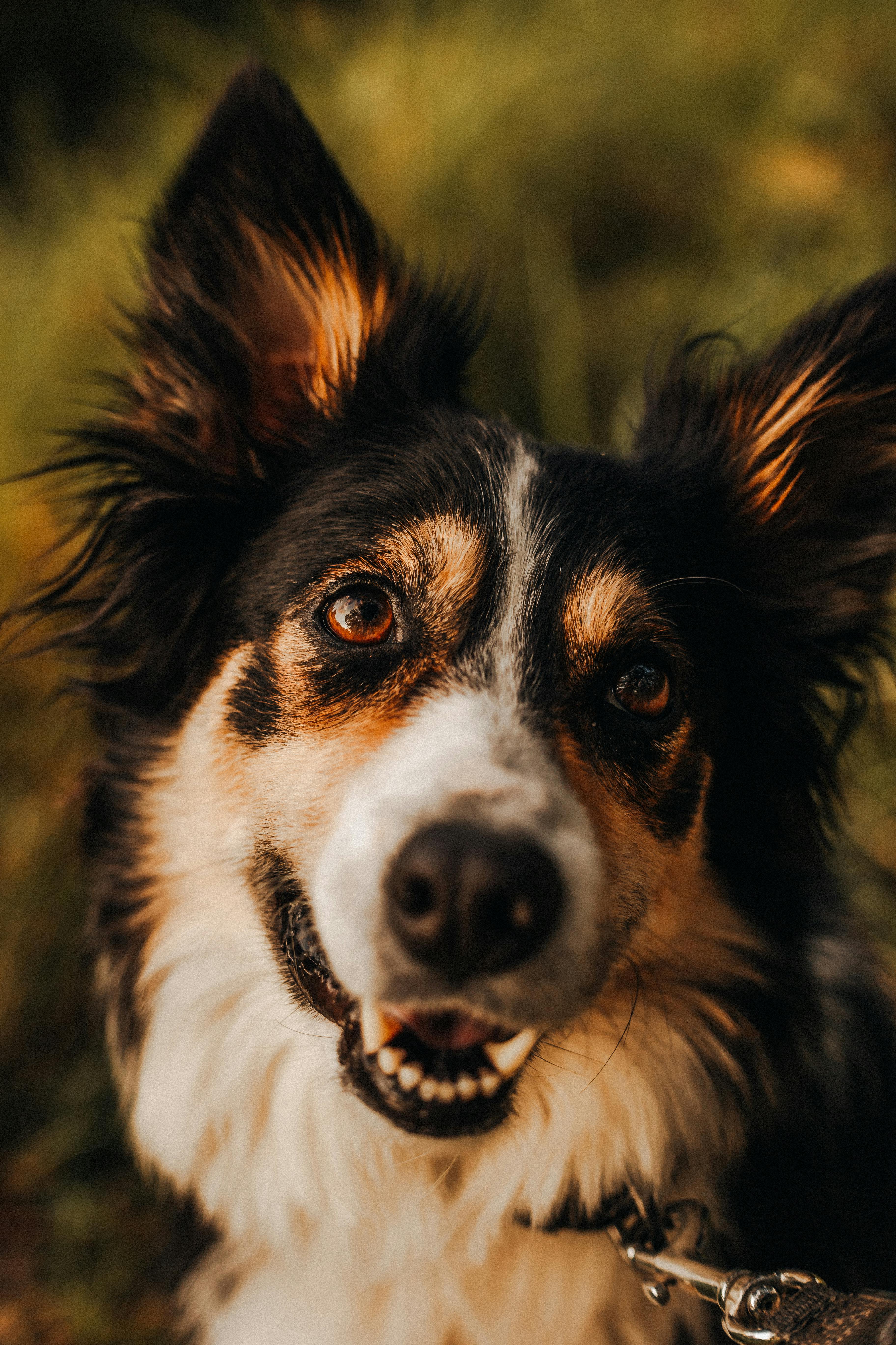 Photo gratuite de à fourrure, ambiance d'été, amitié, animal, animal de ...