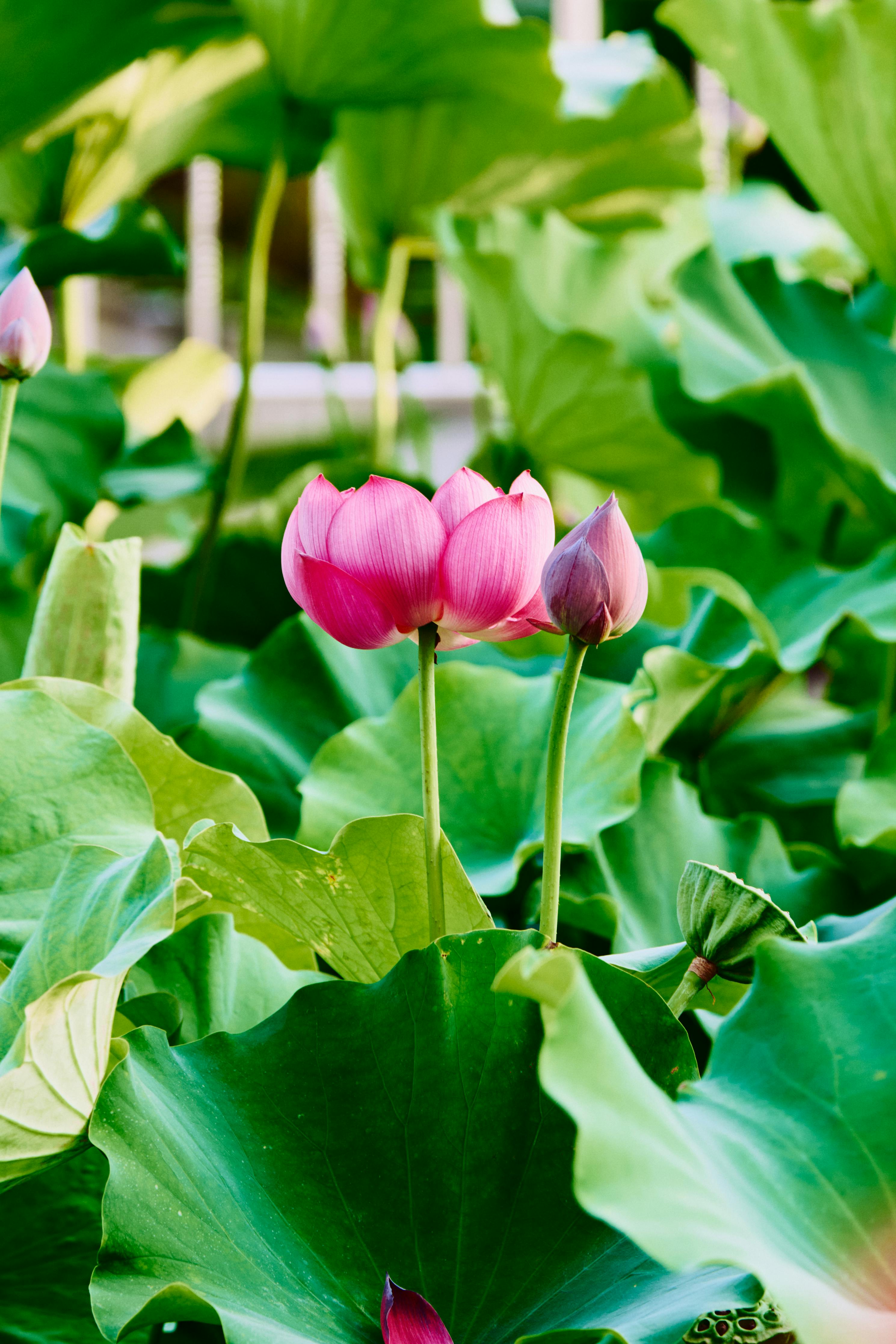 A pink lotus flower blooms in the middle of green leaves · Free Stock Photo
