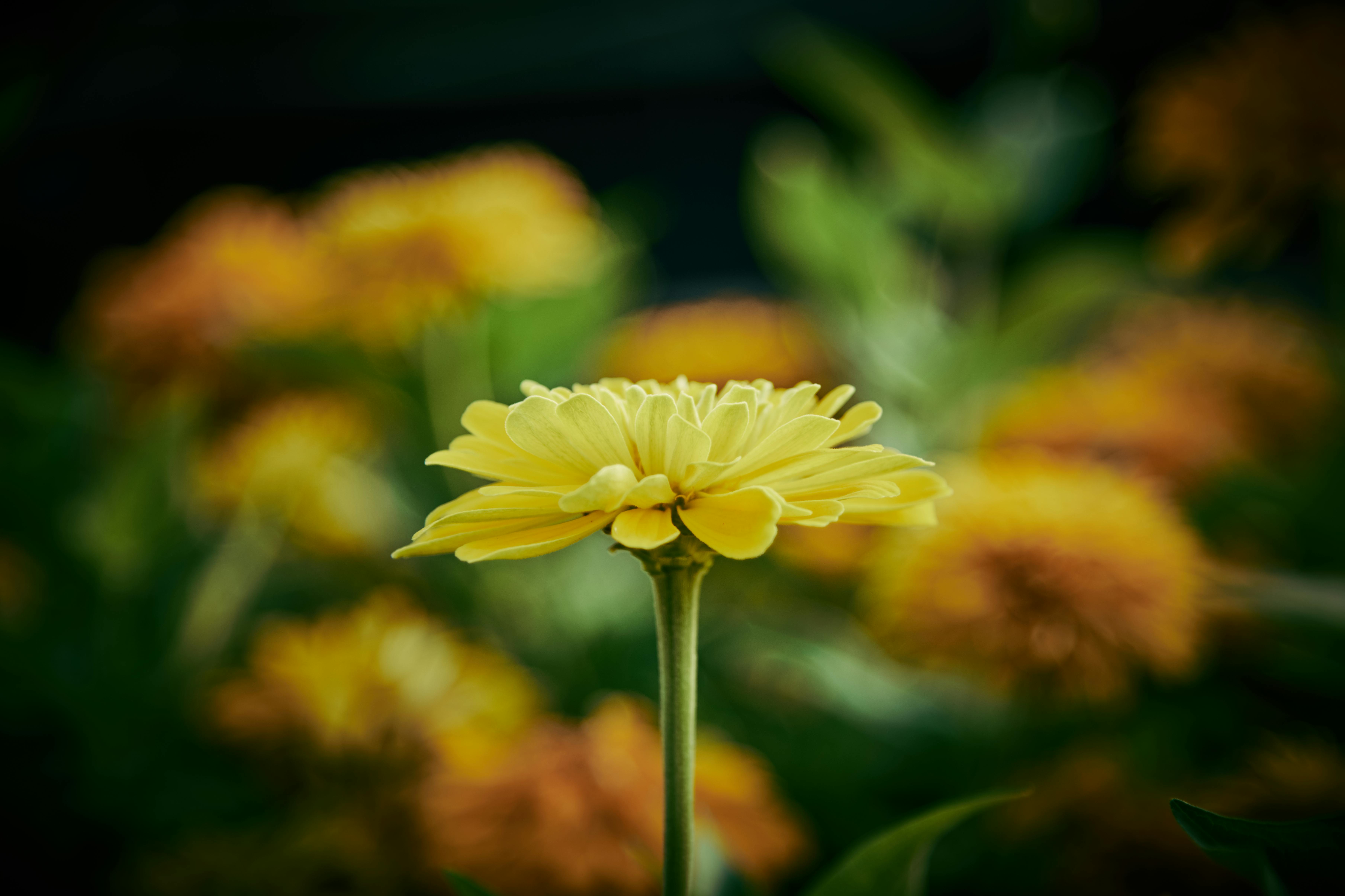 Close-Up Photo Of Red Flower · Free Stock Photo