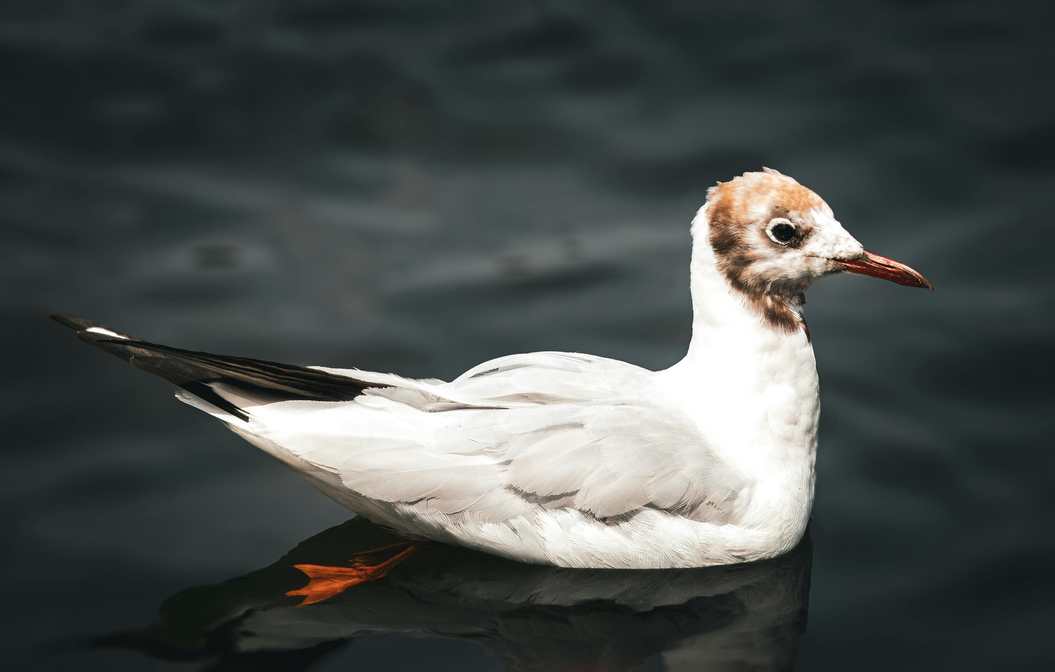 Goose on Body of Water · Free Stock Photo