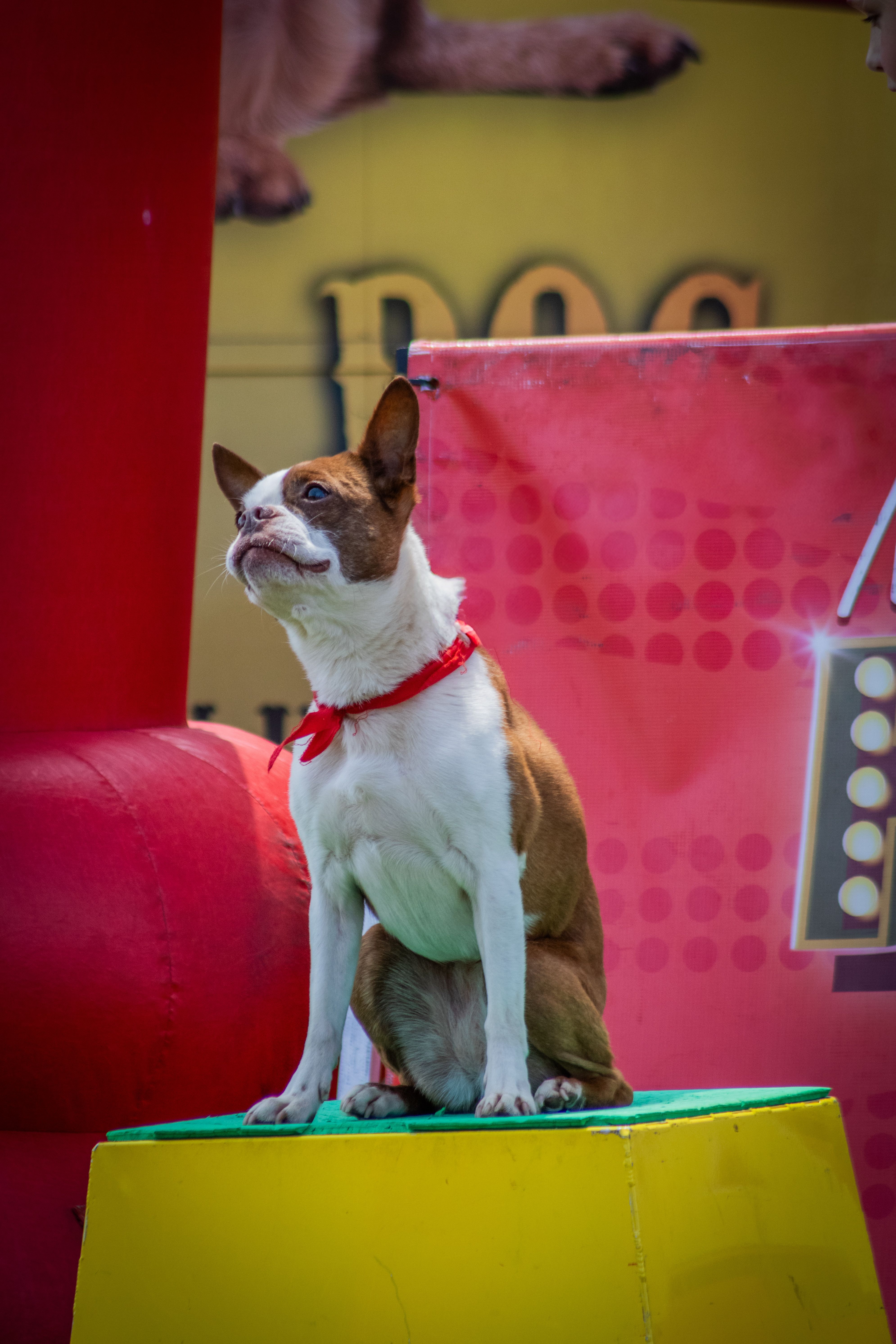 Happy Judge Photos, Download The BEST Free Happy Judge Stock Photos ...