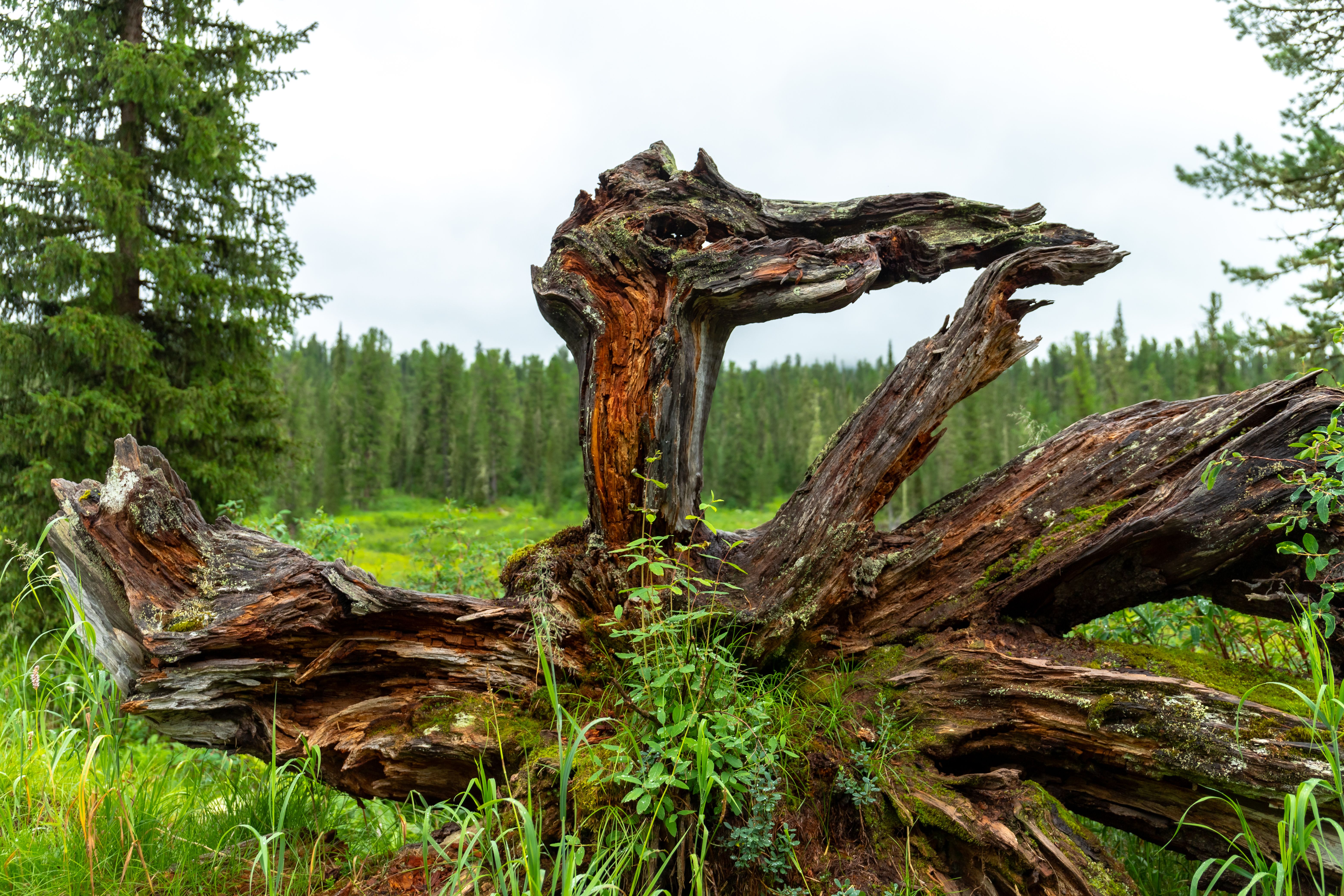 Inside A Fallen Tree Stump Photos, Download The BEST Free Inside A ...