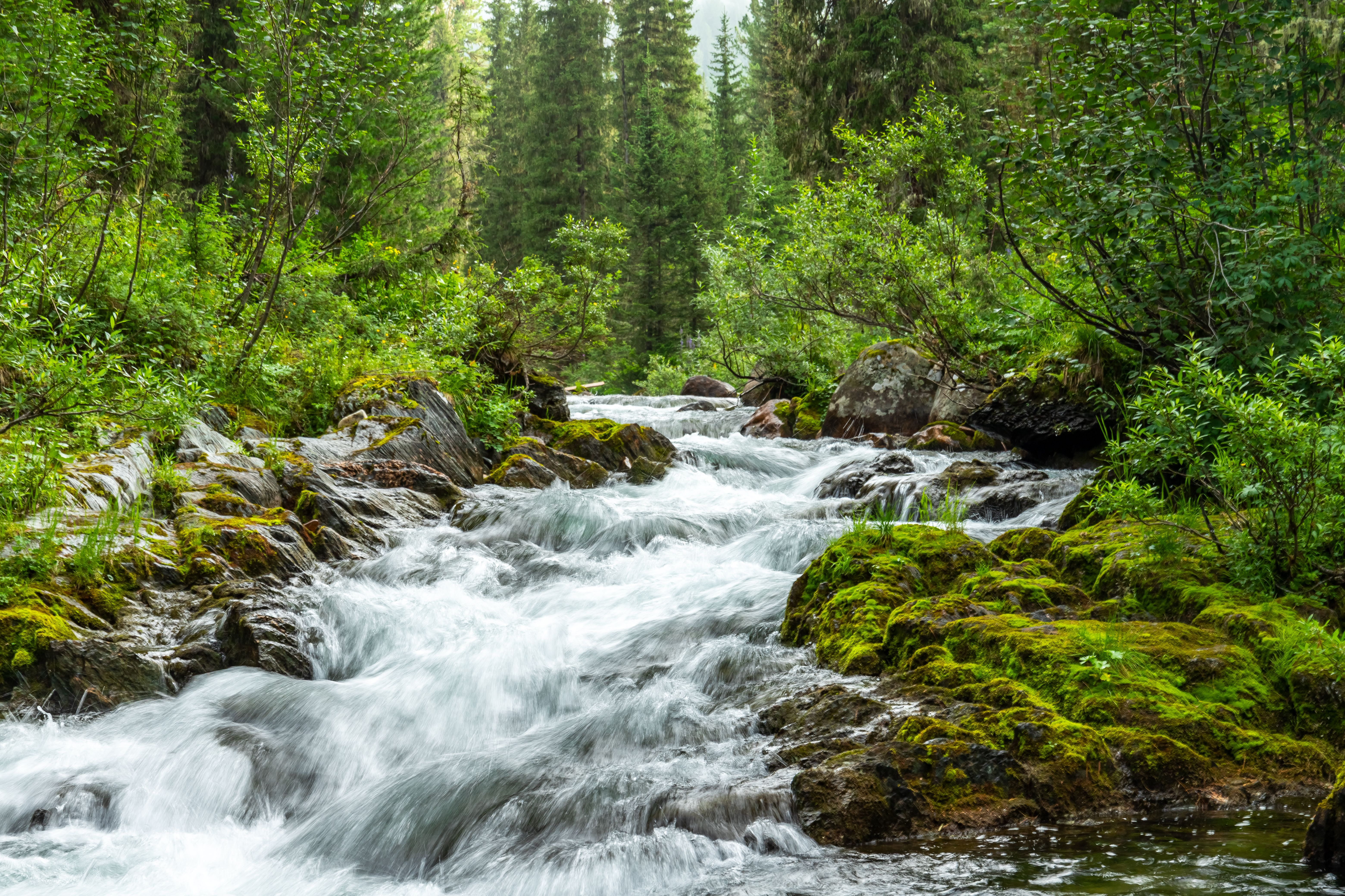 A stream flowing through a forest with rocks and trees · Free Stock Photo