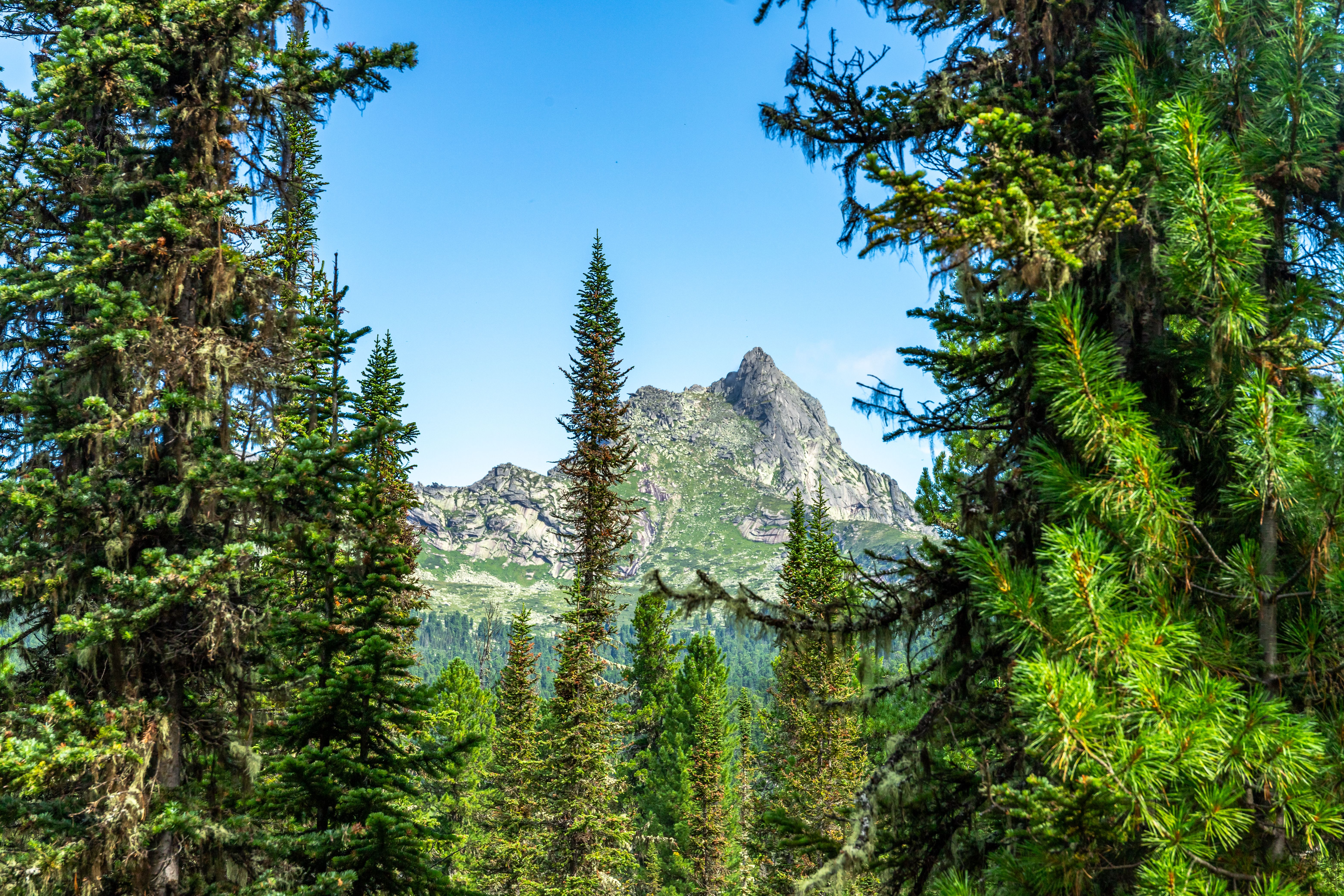 Russian Taiga Photos, Download The BEST Free Russian Taiga Stock Photos ...